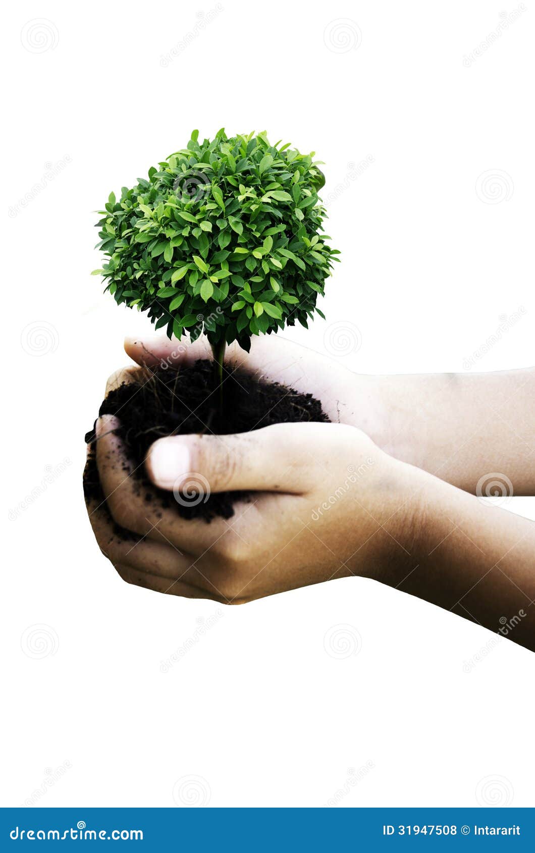 Green tree. stock photo. Image of garden, care, environment - 31947508