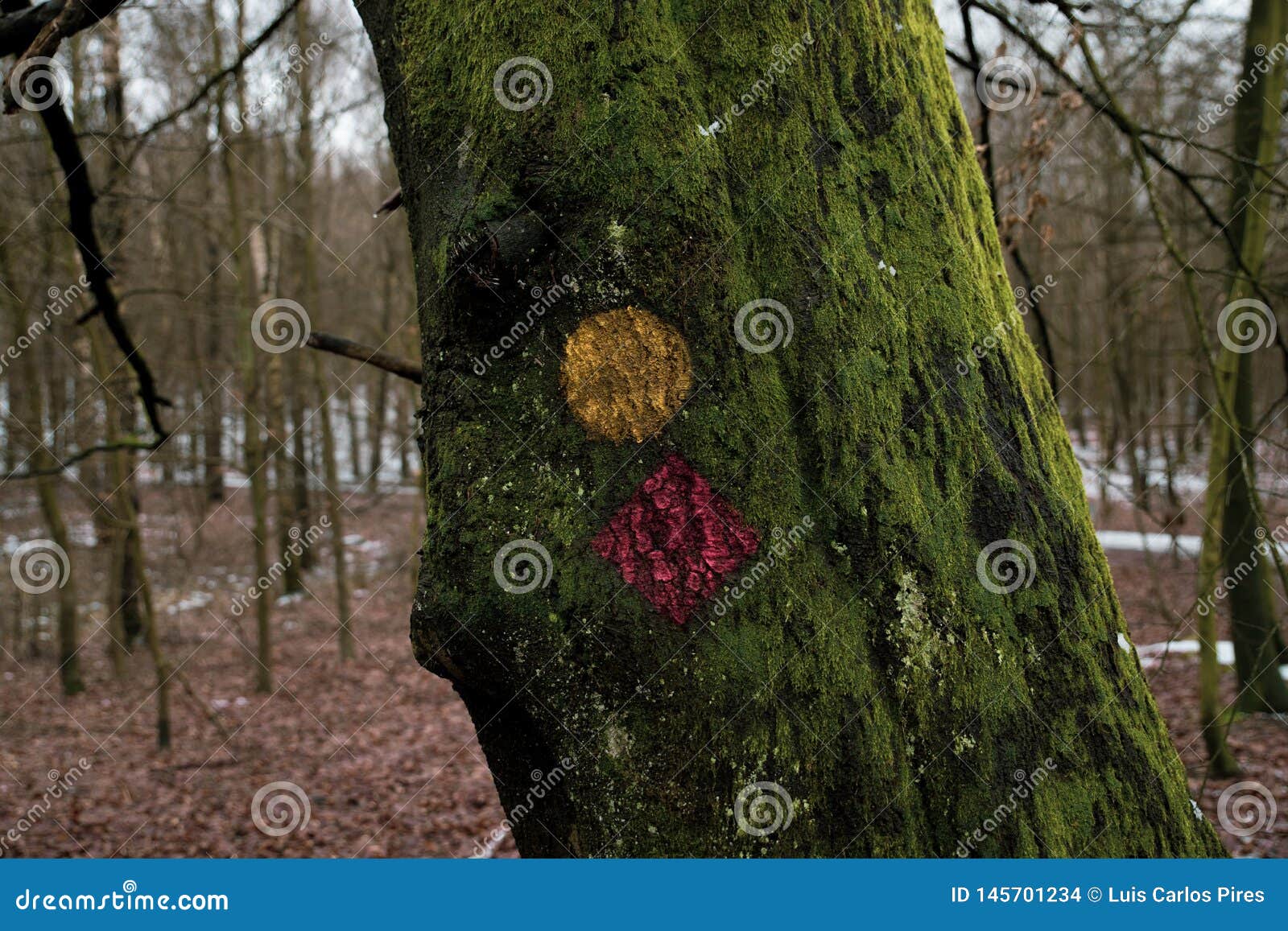 Green Tree with Trekking Signs Stock Photo - Image of hike, color ...