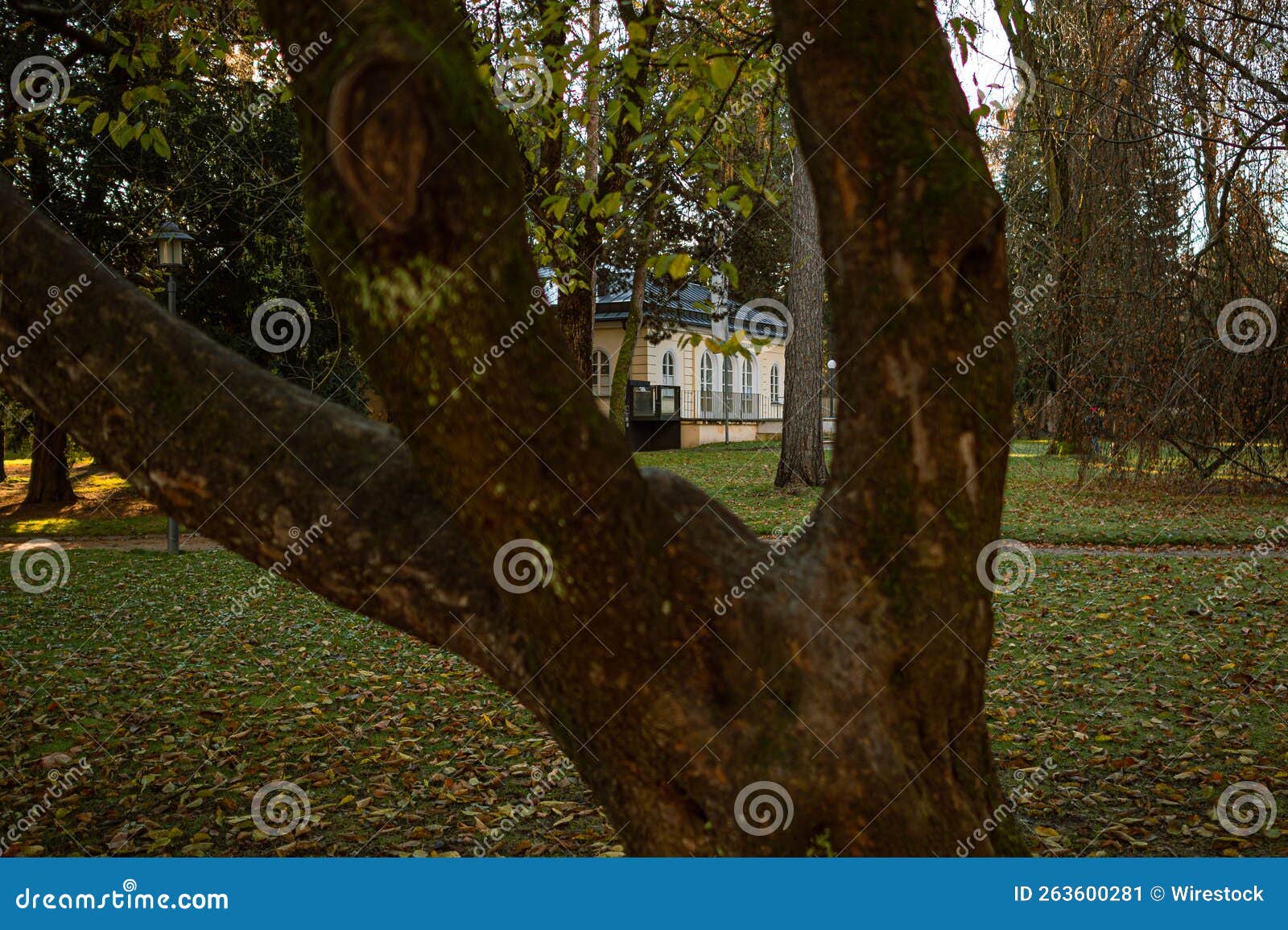 Green Tree Trunk on the Backgroung of a House Stock Image - Image of ...