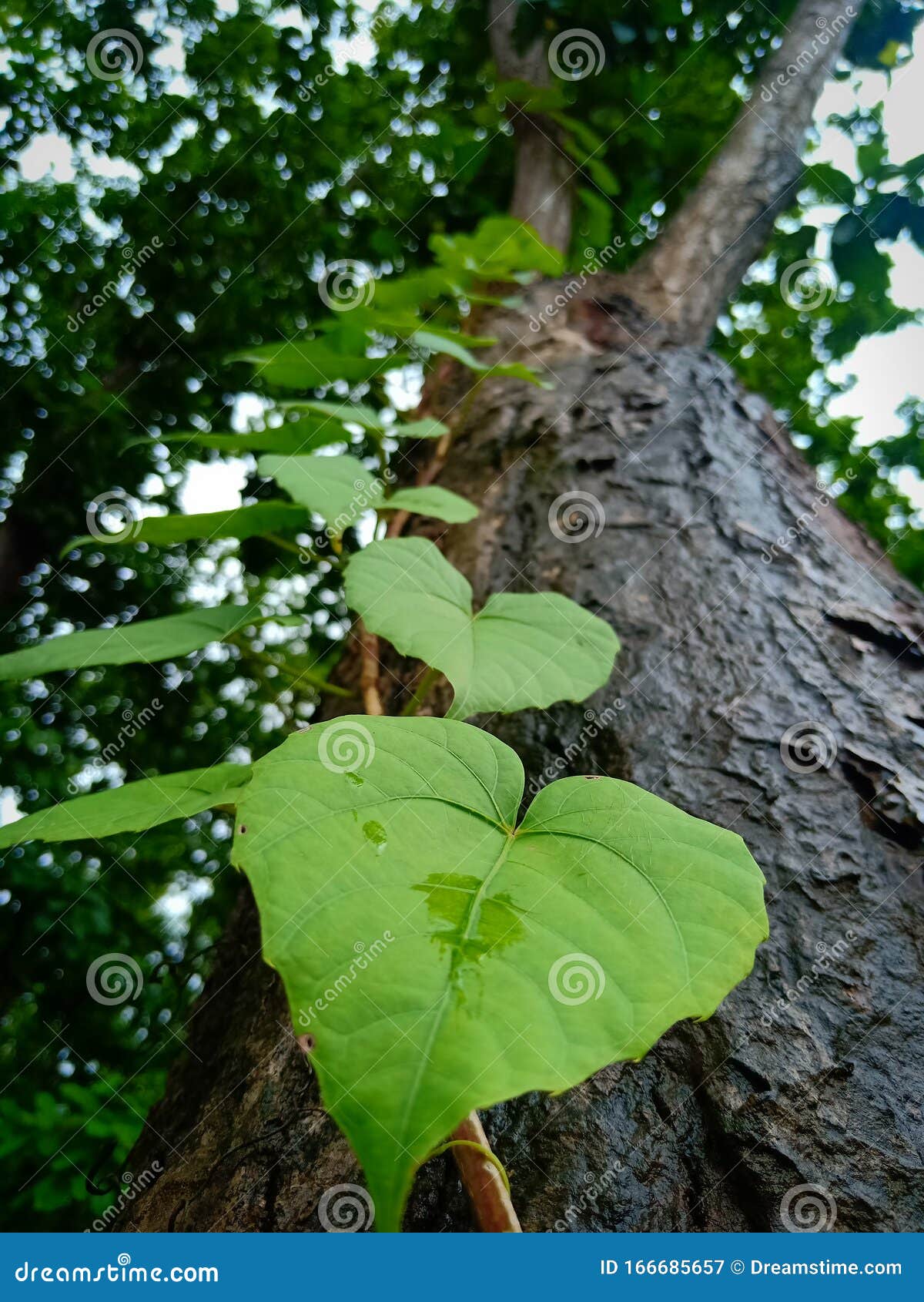 A Green Tree Trunk Laying on Big Stock Image - Image of nature, wild ...