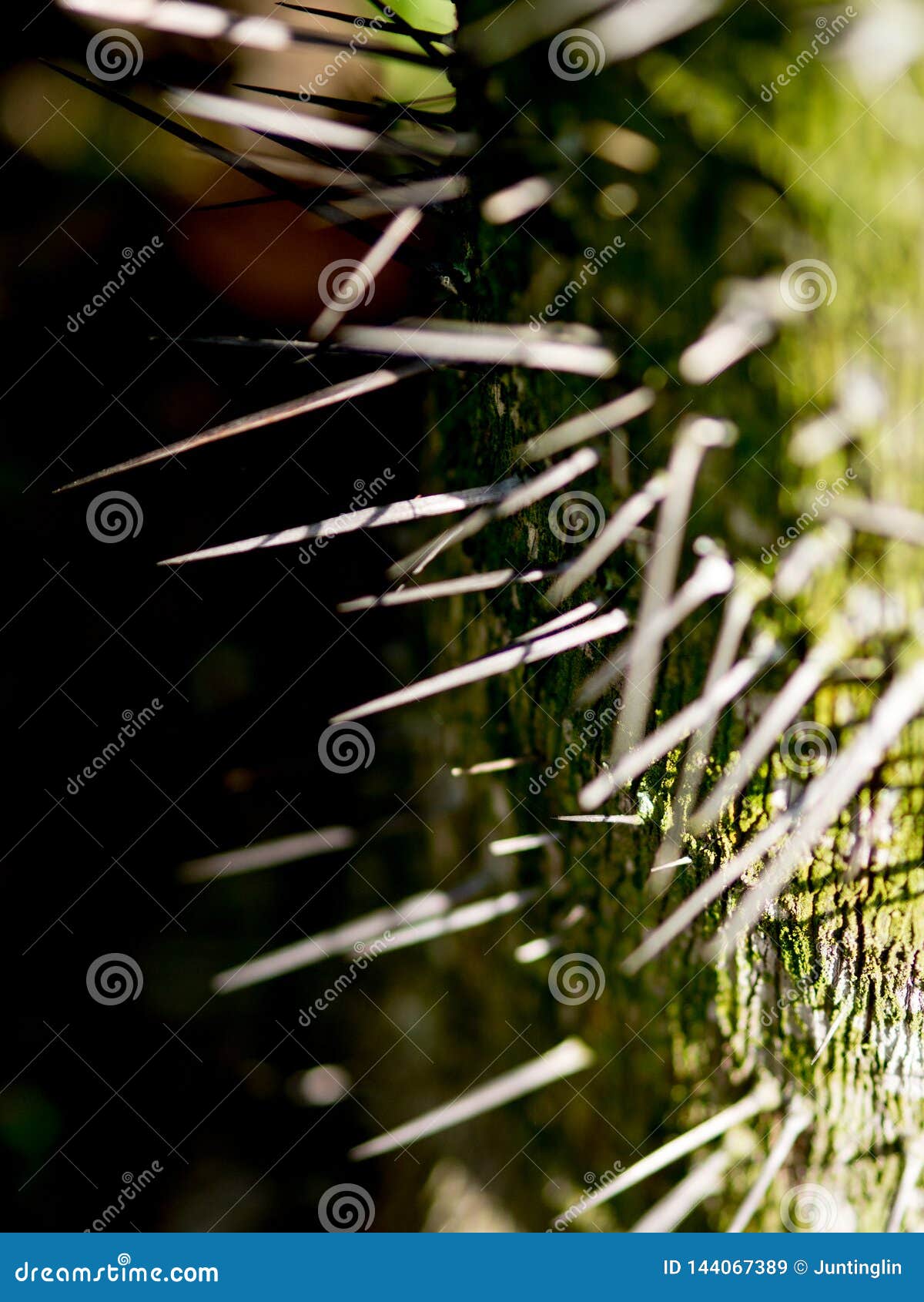 Tree with Sharp Pointy Spike Stock Image - Image of environment, nature ...