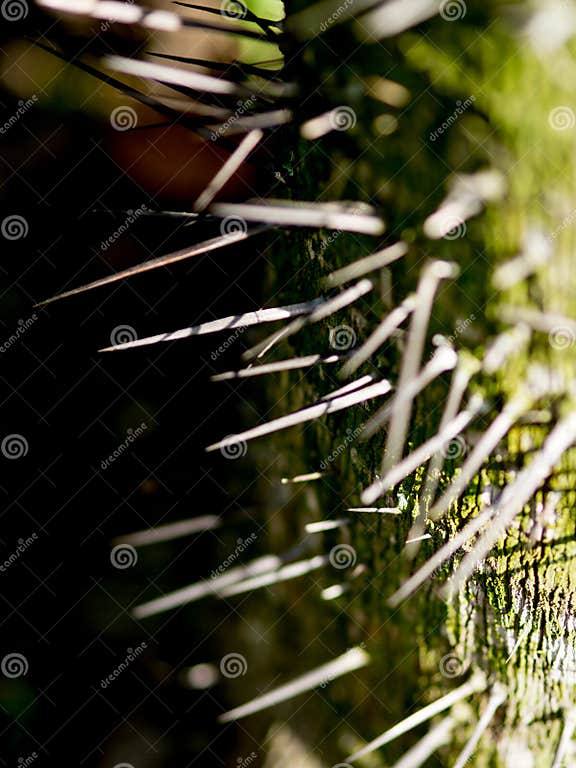 Tree with Sharp Pointy Spike Stock Image - Image of environment, nature ...