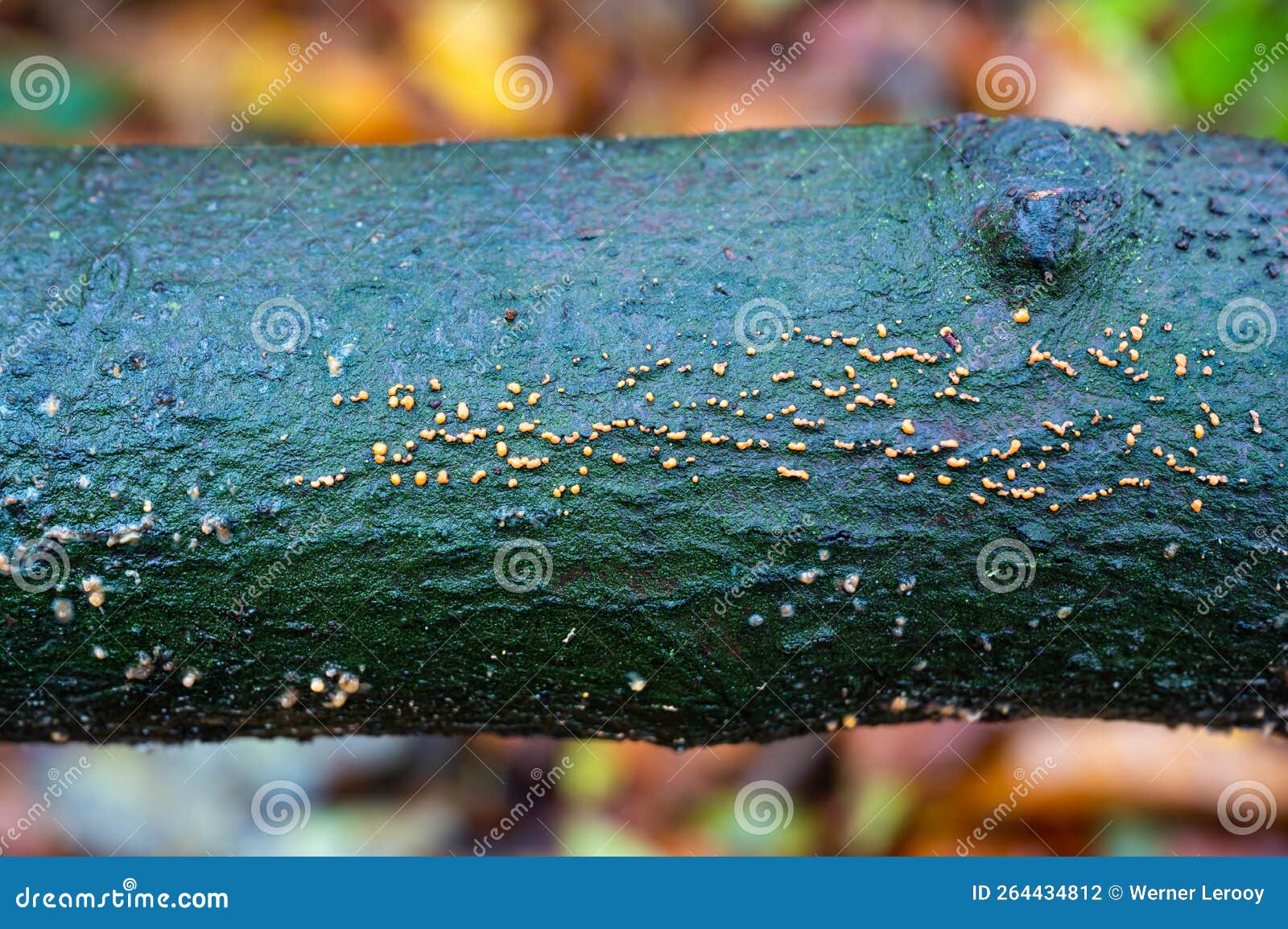 Green Tree Trunk Surface with Micro Organisms Growing, Brussels ...