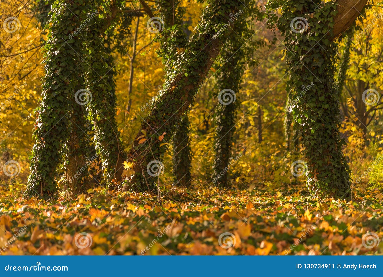 The Green Tree Trunks in the Colorful Autumn Forest Stock Image - Image ...