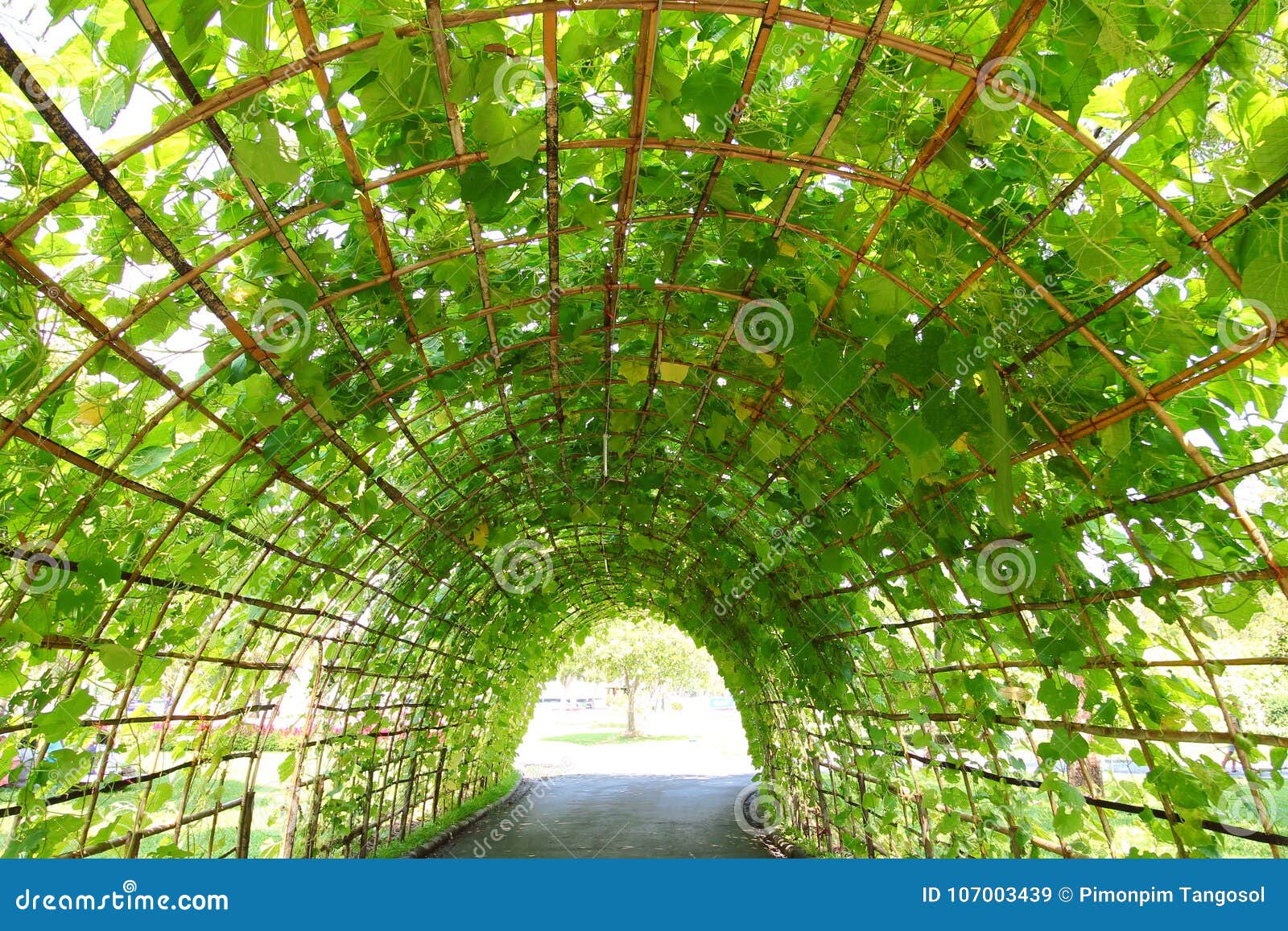 Tree tunnel stock image. Image of wood, gardening, tunnel - 107003439