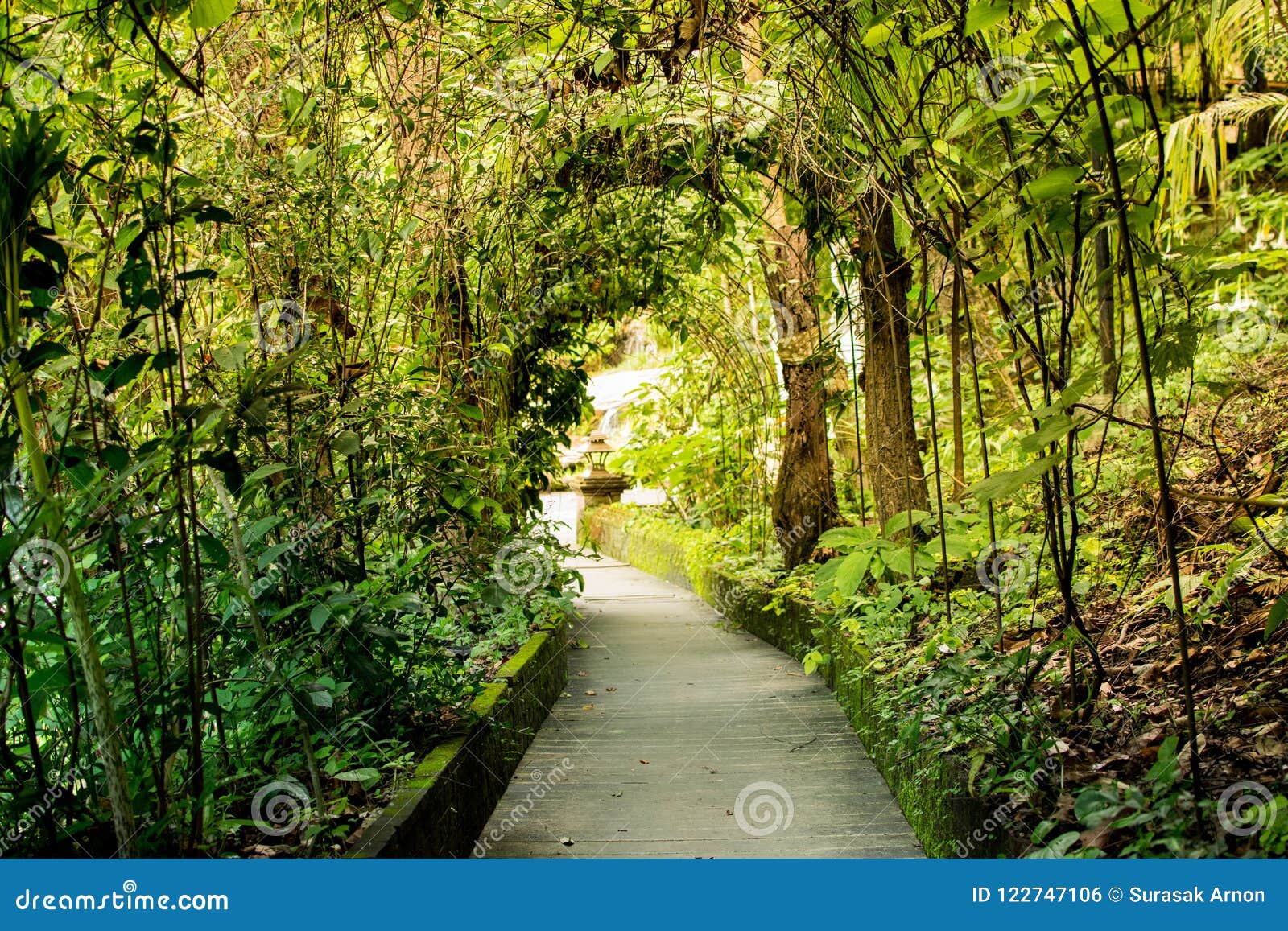 Green tree tunnel passage stock photo. Image of perspective - 122747106