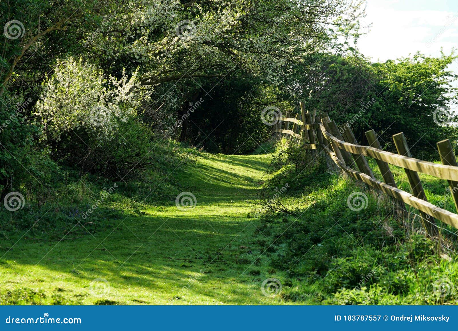 Green tree tunnel path stock image. Image of jungle - 183787557