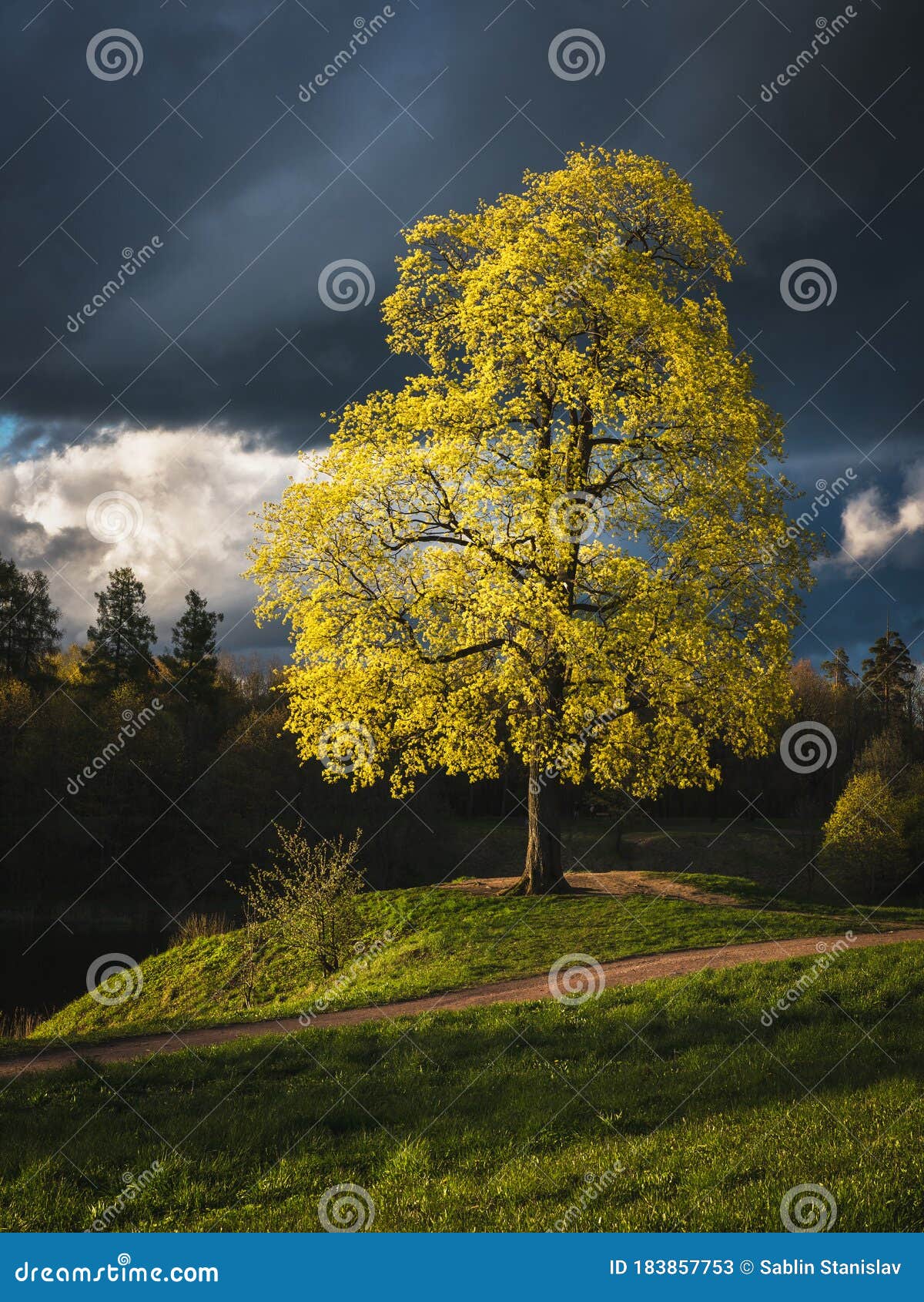 Green Tree Under the Sun in Dark Dramatic Weather Stock Image - Image ...