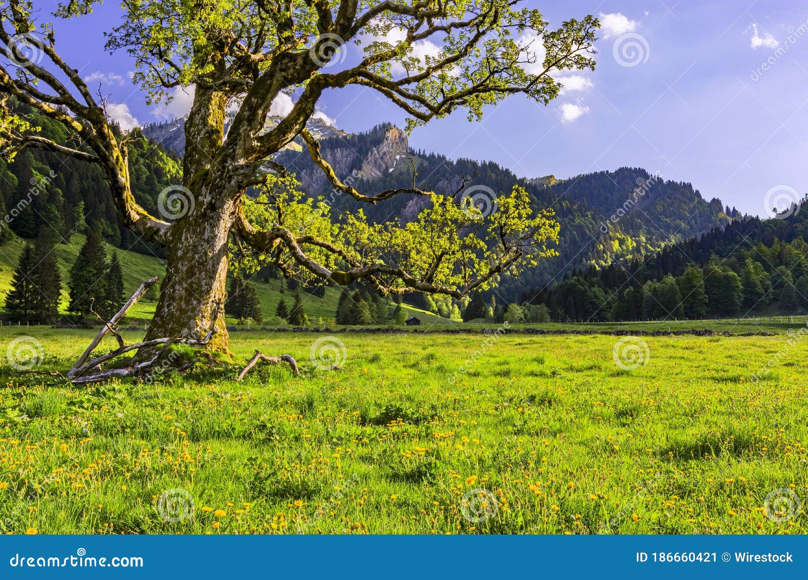 Green Tree in a Valley on a Sunny Day with Mountains on the Background ...