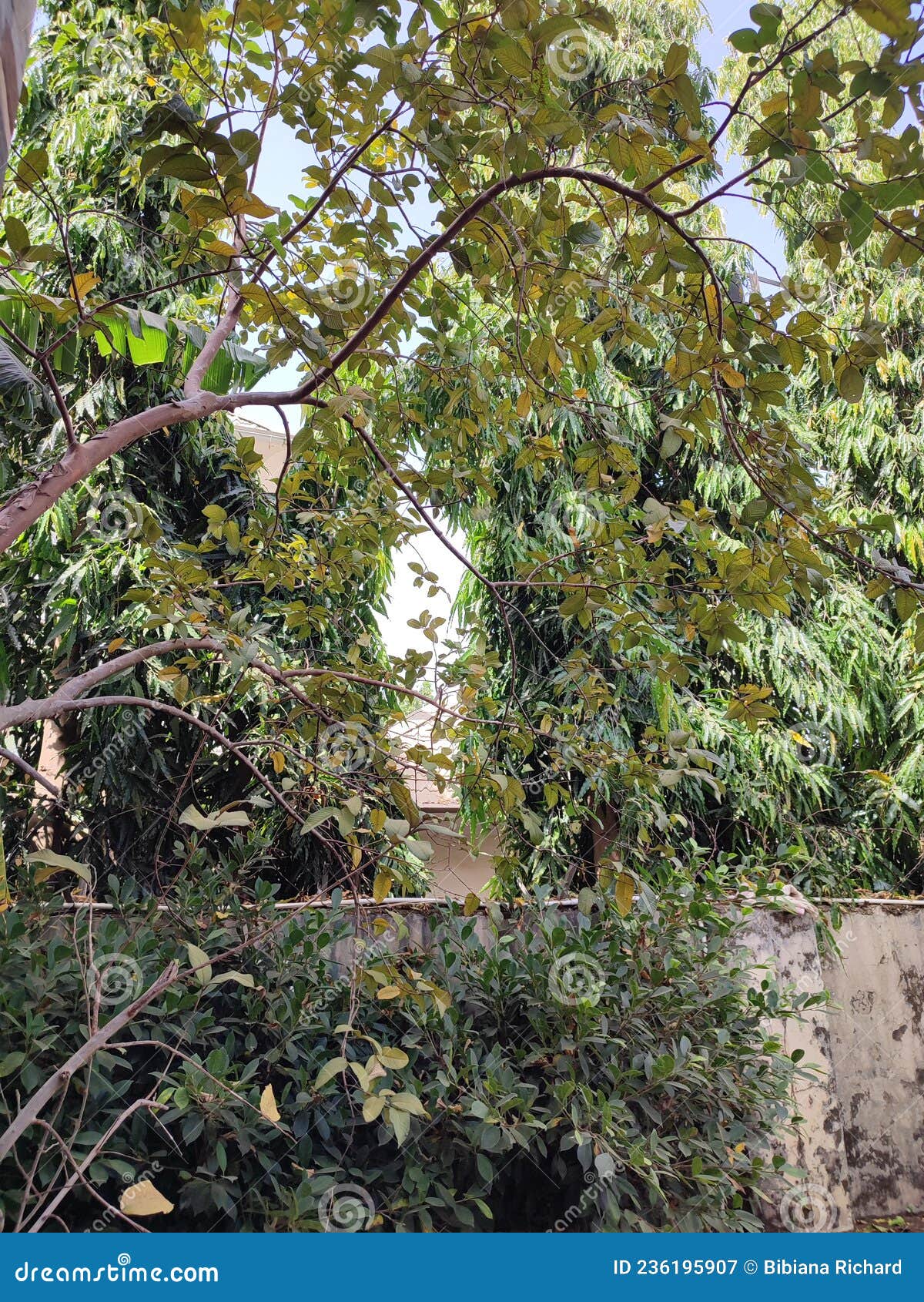 Green Tree View at the Backyard Stock Image - Image of tree, view ...