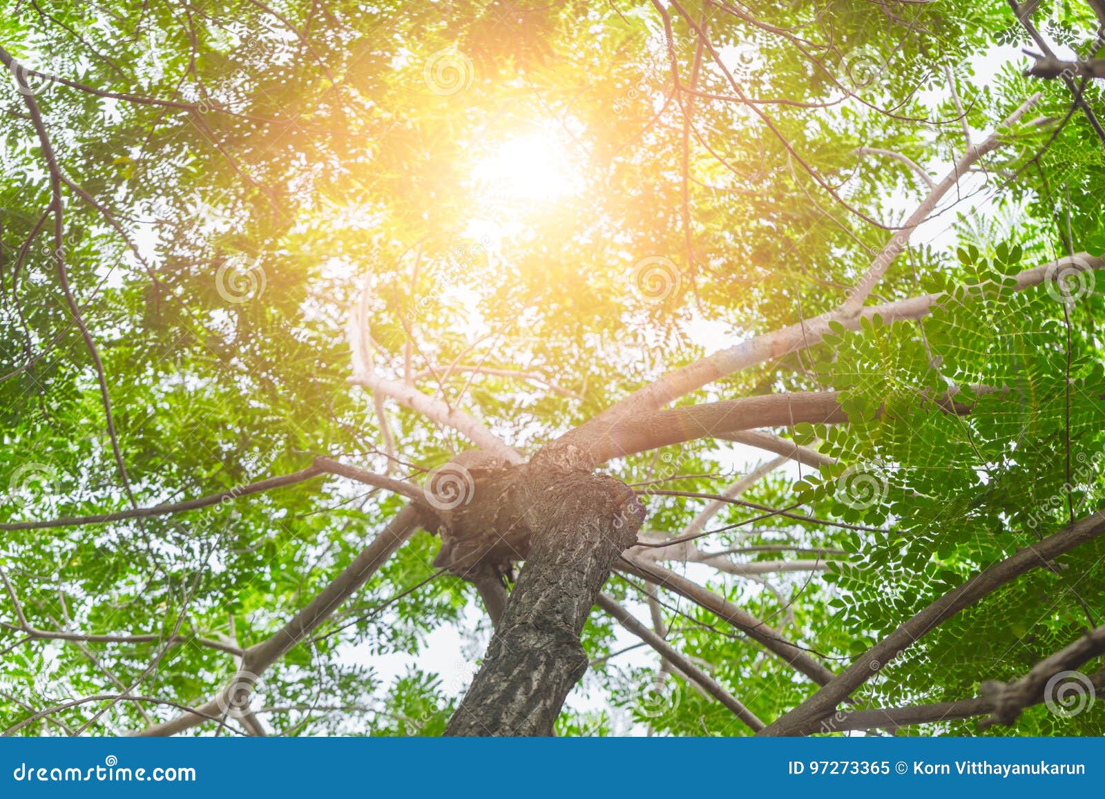Green Tree View from Under the Tree with Sunny Fresh Stock Image ...