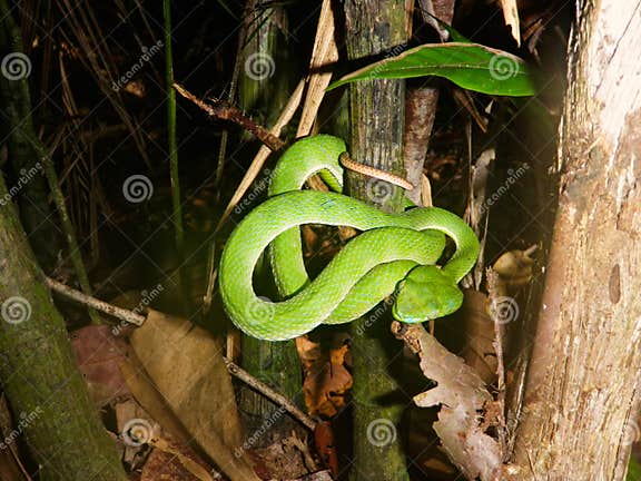 A Green Tree Viper Ready To Strike Stock Image - Image of jungle ...