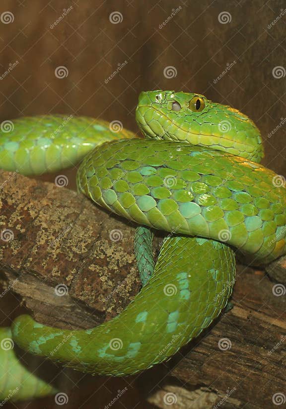 Green Tree Viper Snake stock photo. Image of tropical - 25933948