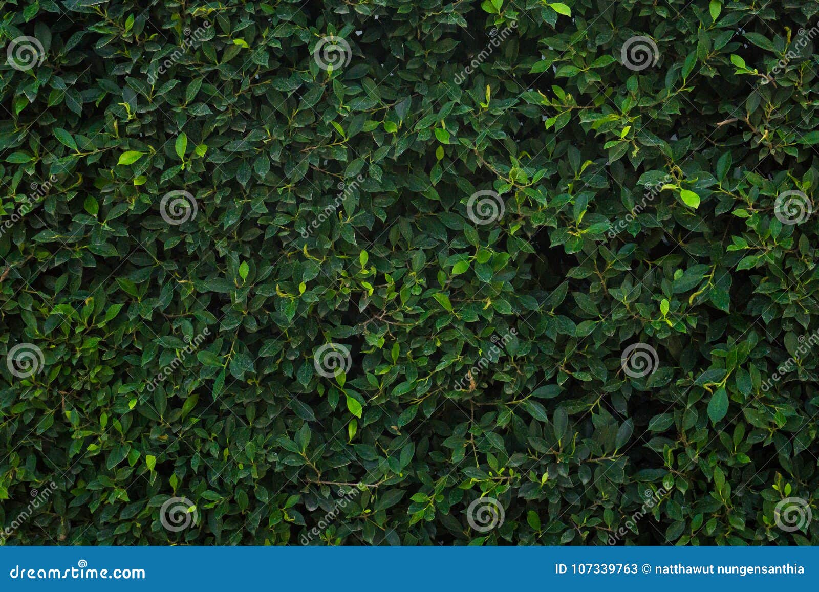 Green Tree Wall for Closeup Textured Background Pattern Stock Image ...