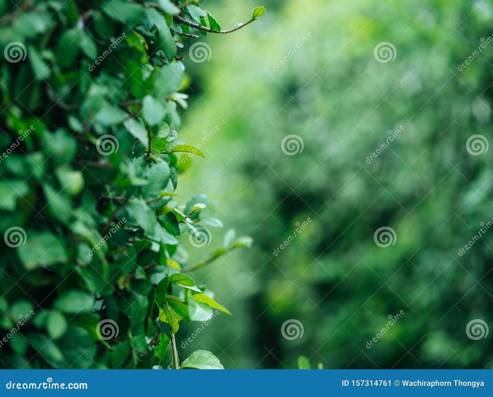 Green Tree Wall Texture for Backdrop Design and Eco Wall, Leaves ...
