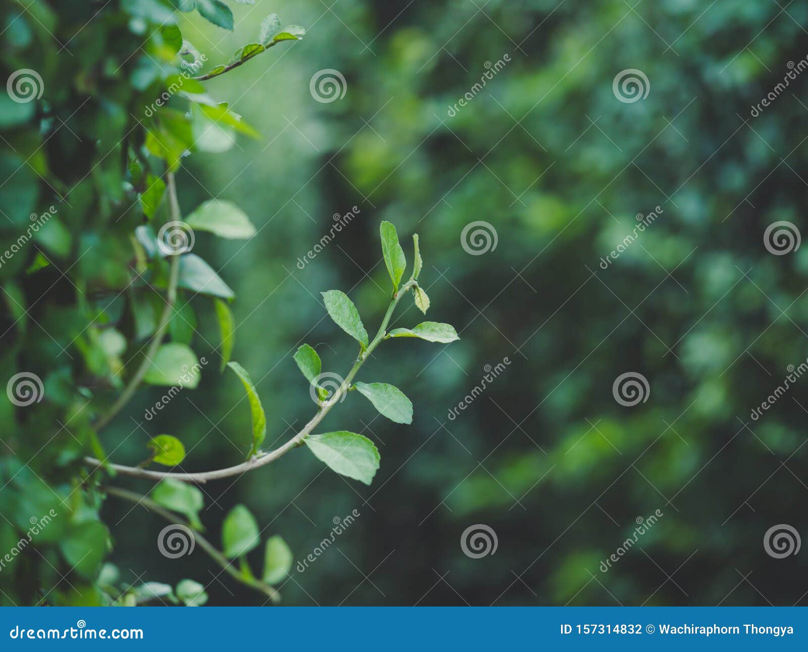 Green Tree Wall Texture for Backdrop Design and Eco Wall, Leaves ...