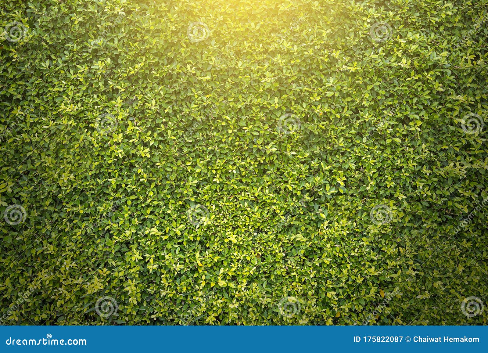Green Tree Wall Texture for Backdrop Design, and Sun Light, and Free ...