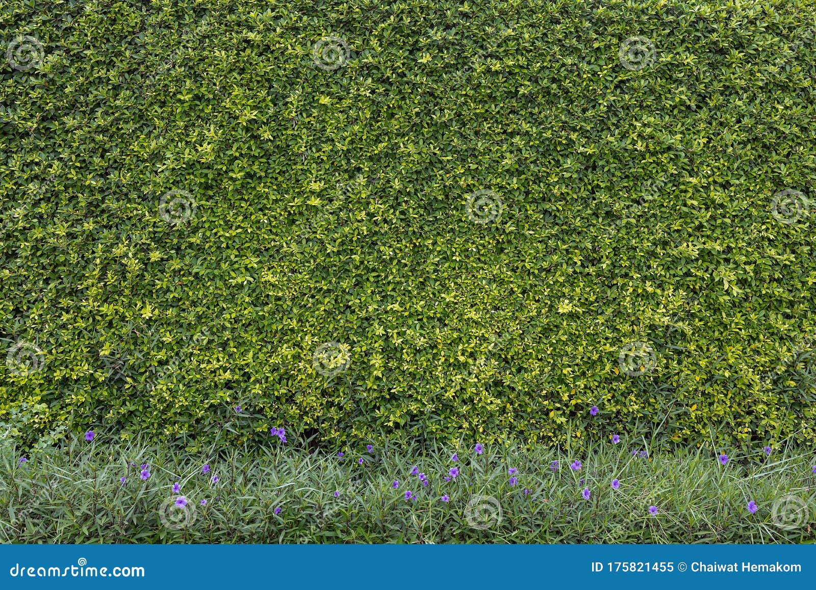 Green Tree Wall Texture and Blue Flower for Backdrop Design, and Sun ...