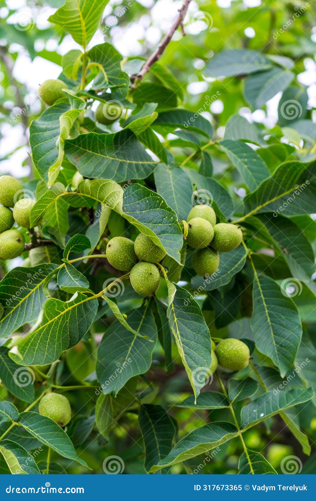 Green Tree of Wallnuts. Organic Nuts Growing on the Branch Stock Image ...