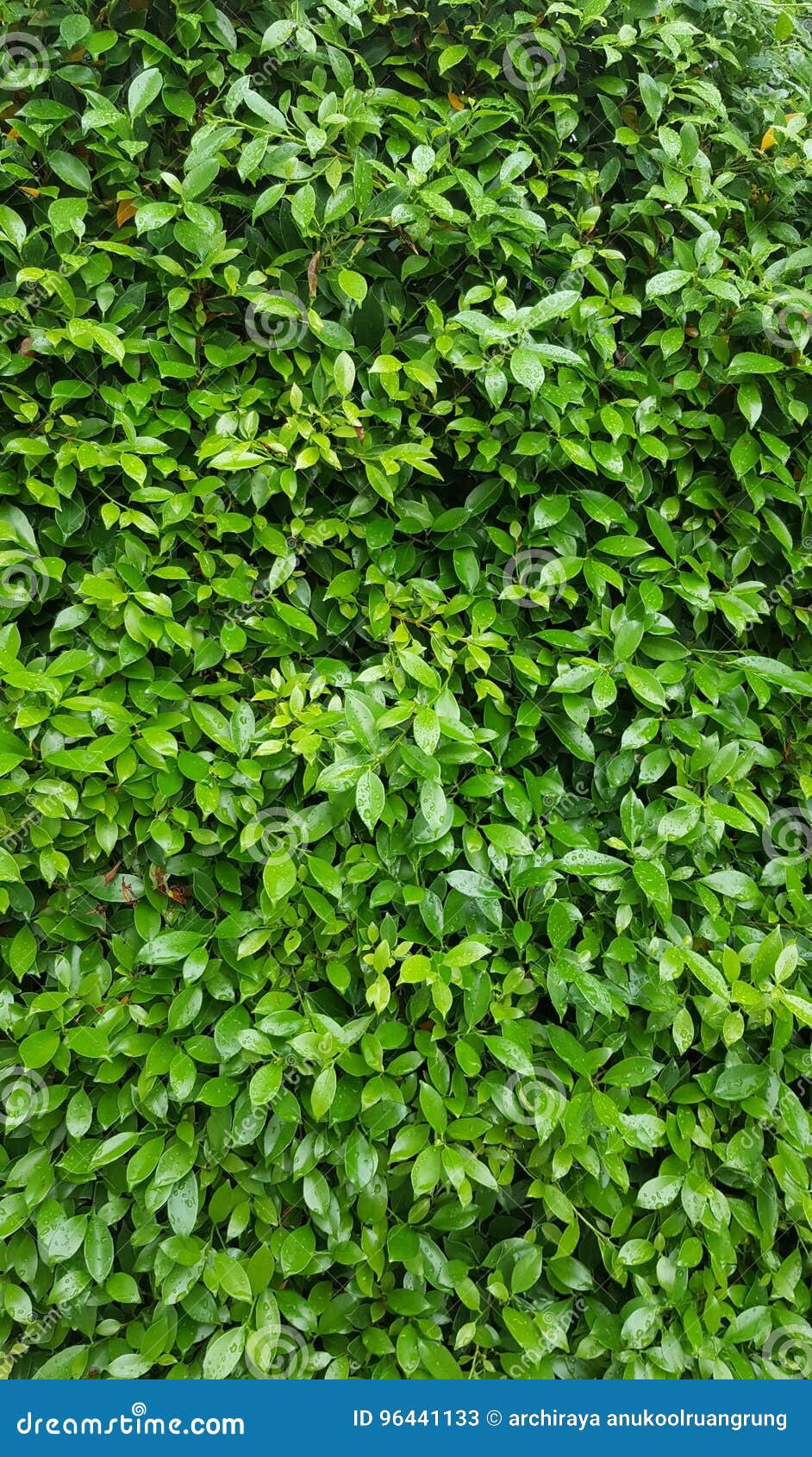Green Tree Wallpaper and Texture Stock Image - Image of beauty ...