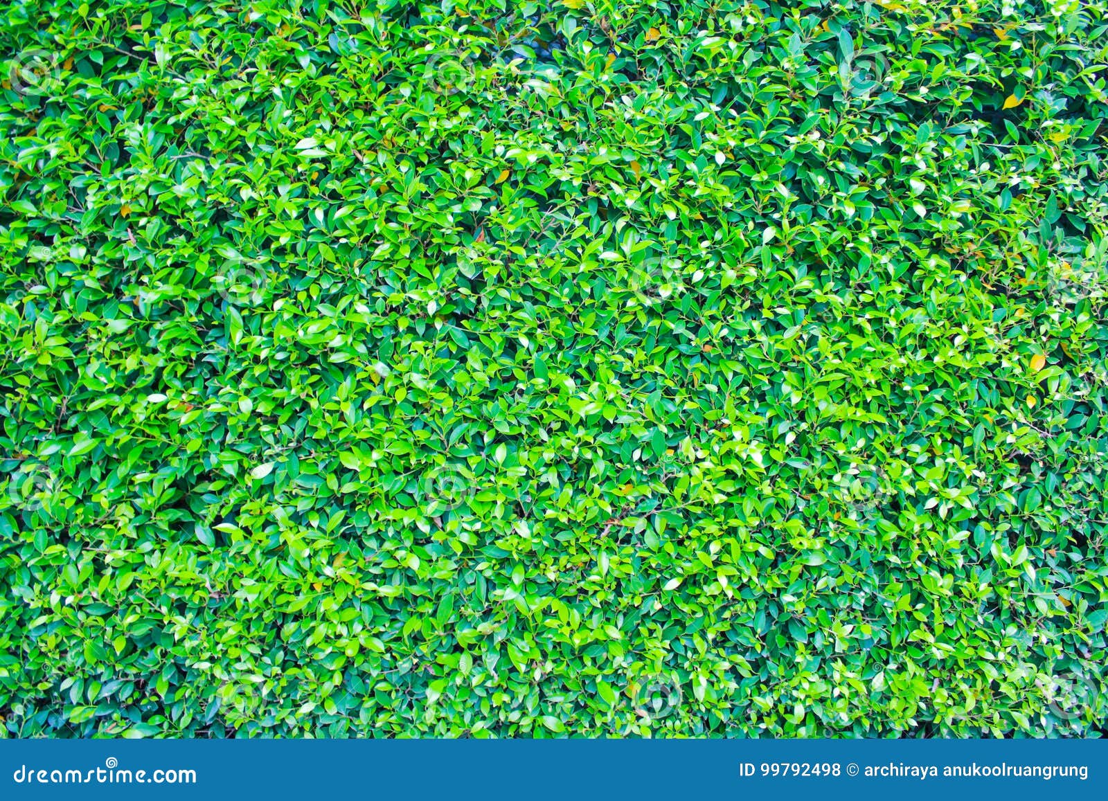 Green Tree Wallpaper and Texture Stock Photo - Image of foliage, beauty ...