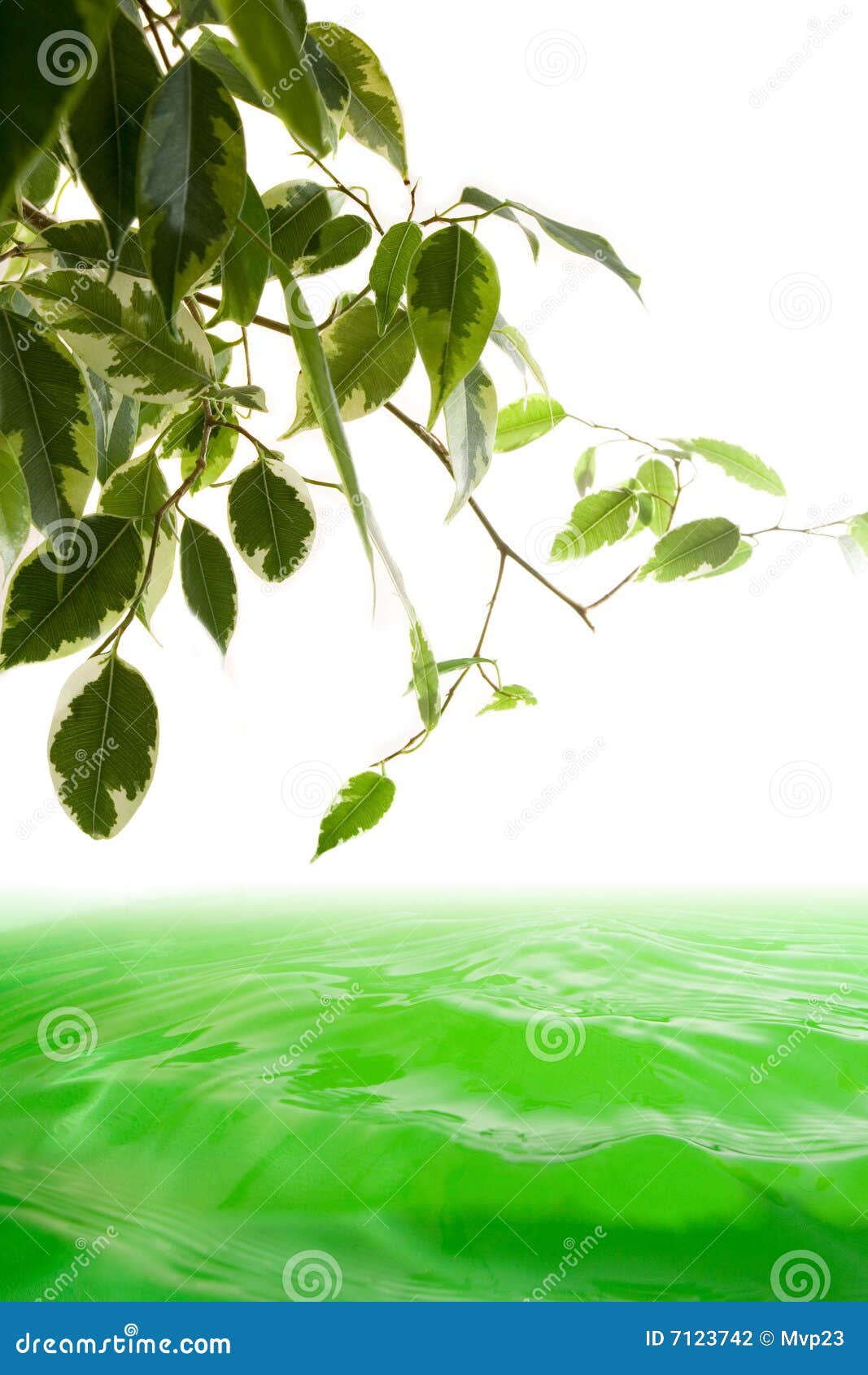 Green tree and water stock photo. Image of environment - 7123742