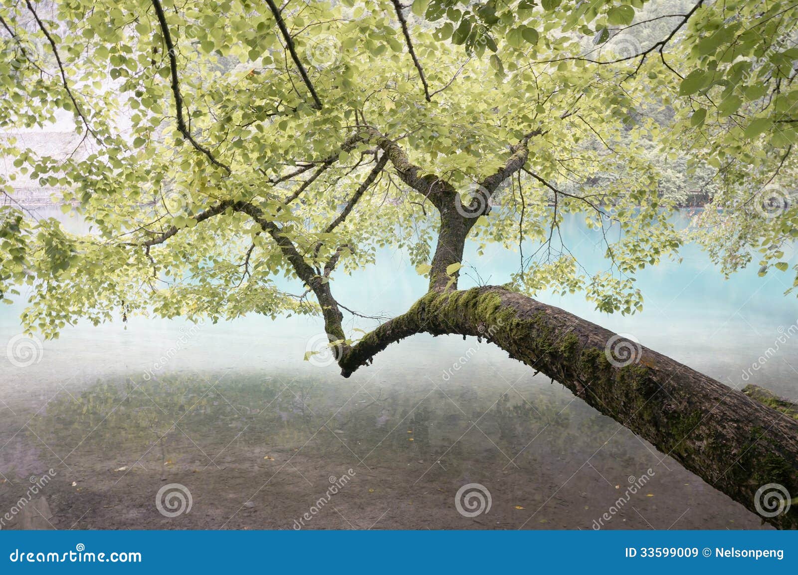 Green tree on water stock image. Image of green, botanical - 33599009