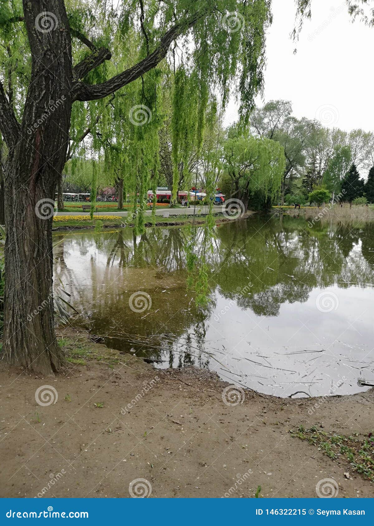 Green stock image. Image of tree, trees, green, water - 146322215