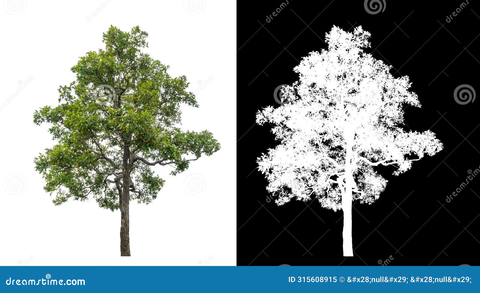 Green Tree on White Background with Clipping Path and Alpha Channel on ...