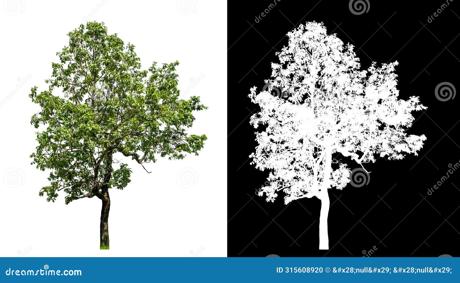 Green Tree on White Background with Clipping Path and Alpha Channel on ...