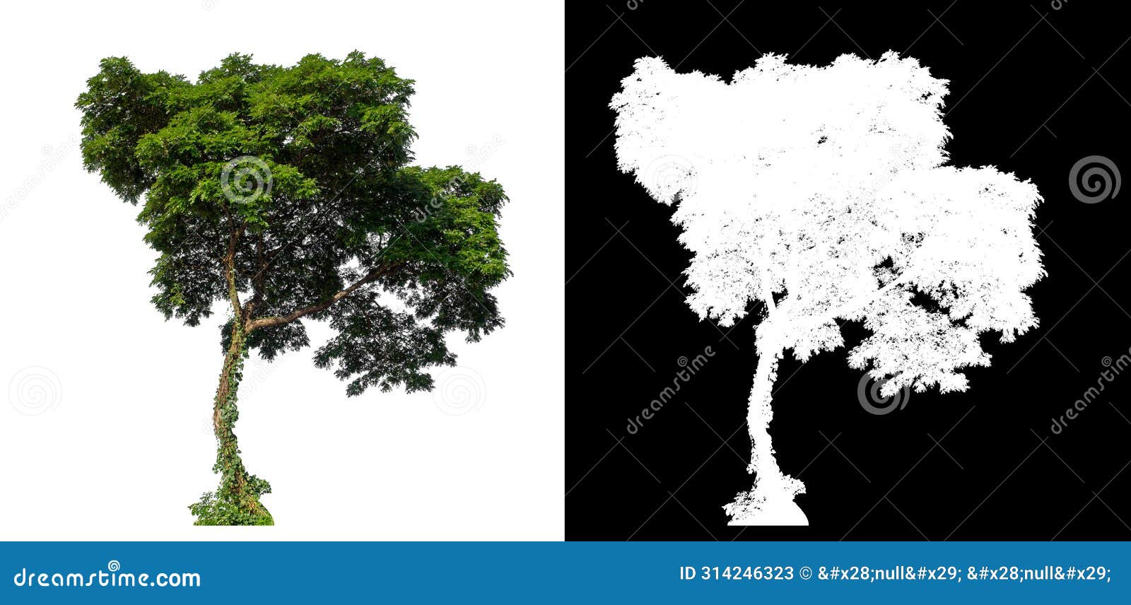 Green Trees on White Background with Clipping Path and Alpha Channel on ...