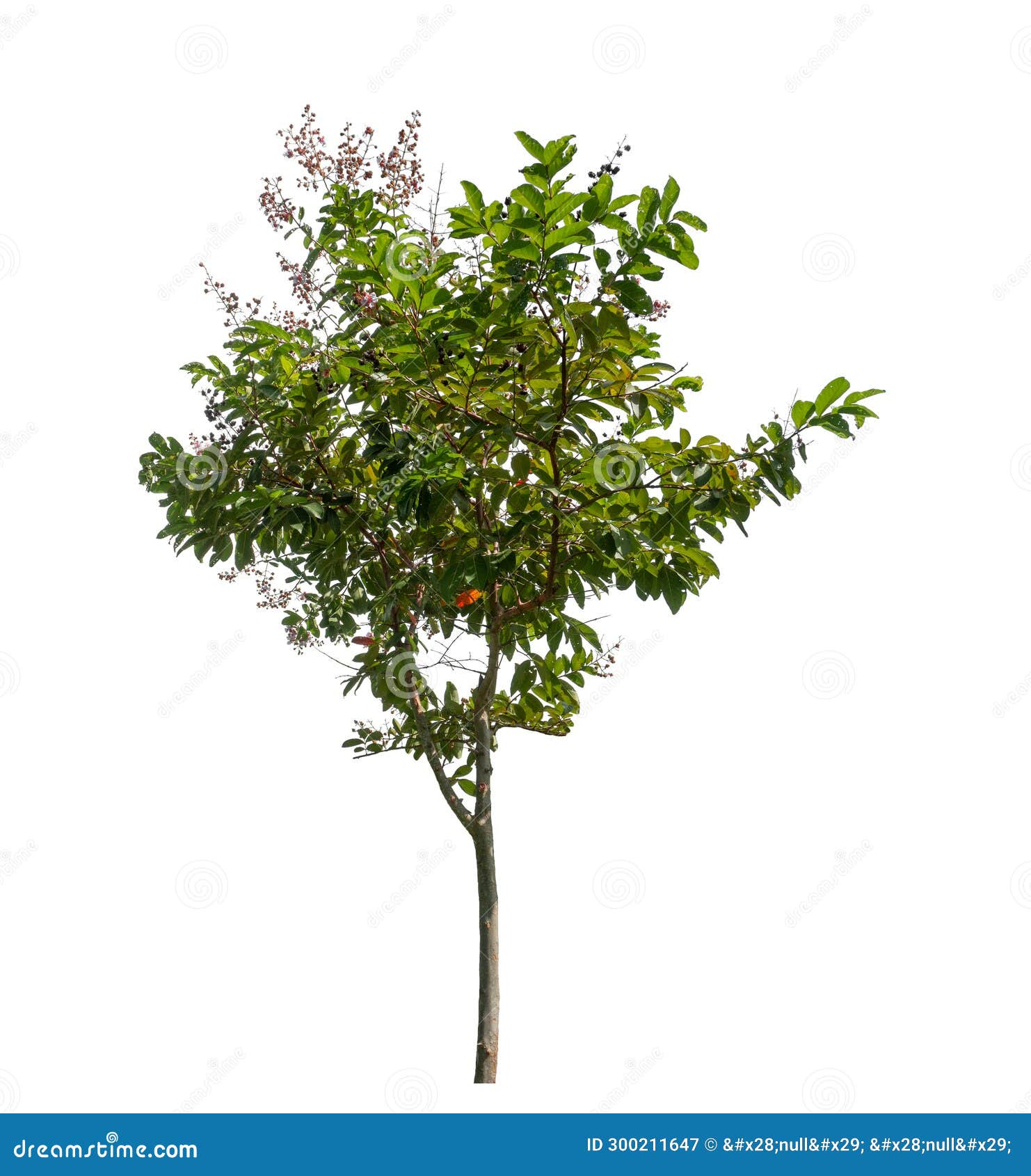Green Tree on White Background with Clipping Path and Alpha Channel ...