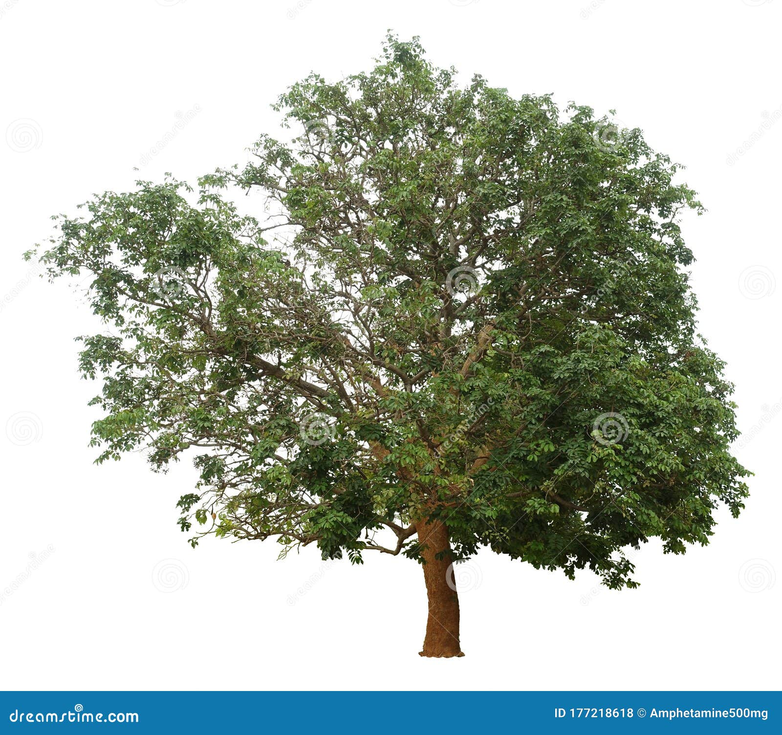 Green Tree on a White Background. Stock Photo - Image of background ...