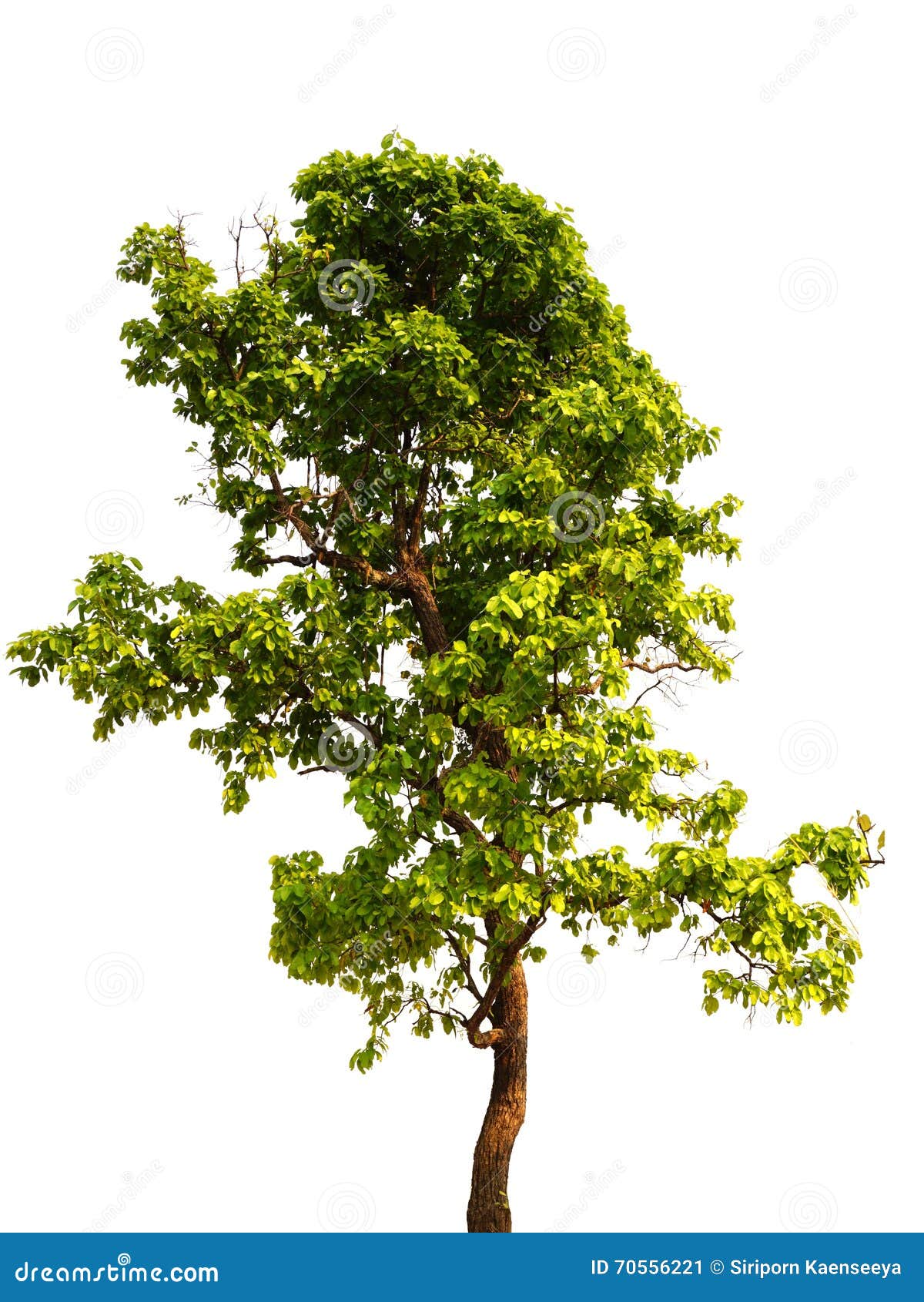 Green Tree on White Background Stock Image - Image of foliage ...