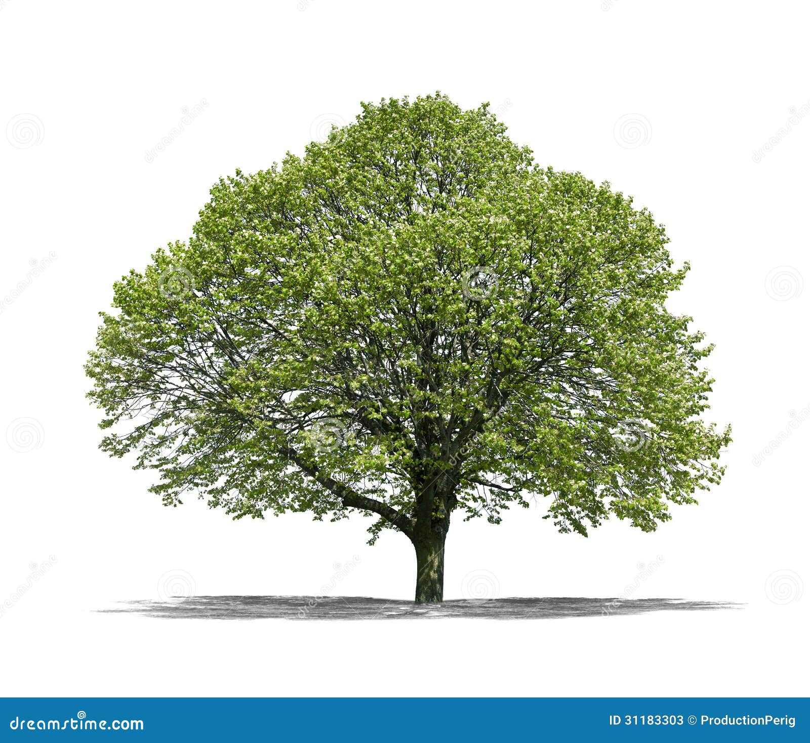 Green Tree On A White Background Stock Image - Image of botanic, leafy ...