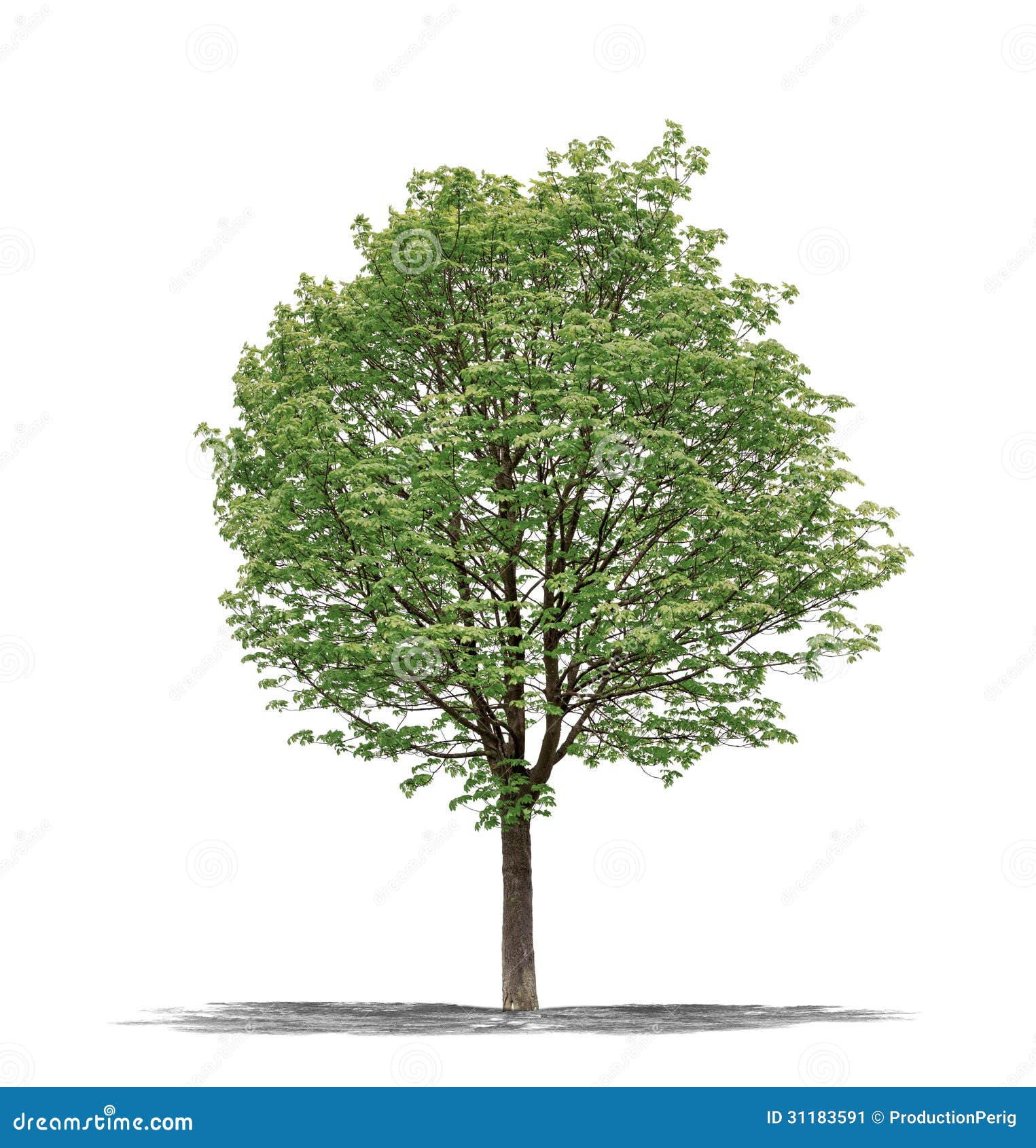 Green Tree on a White Background Stock Image - Image of leafy ...