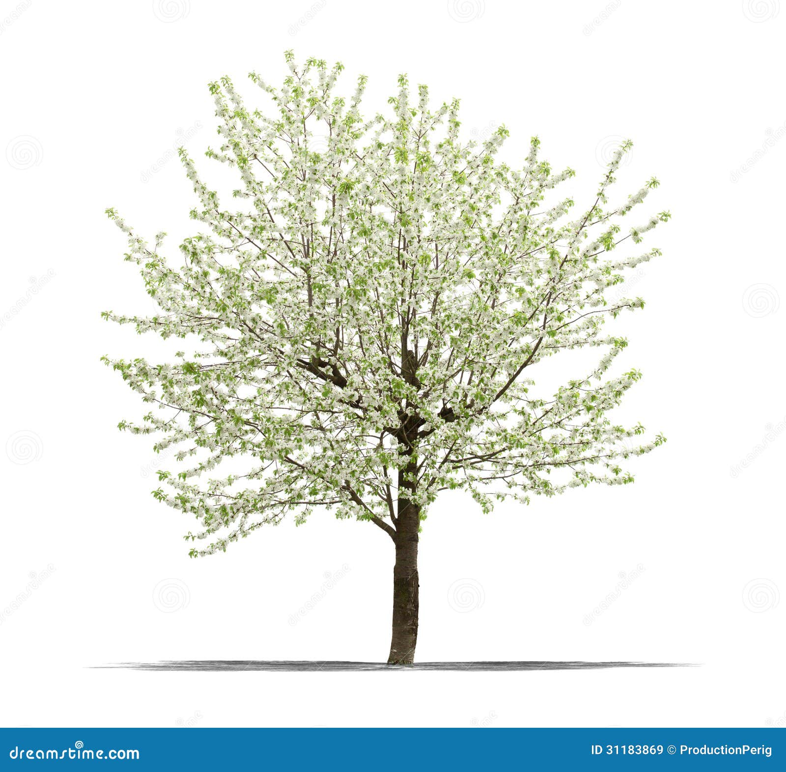 Green Tree on a White Background Stock Image - Image of full, group ...