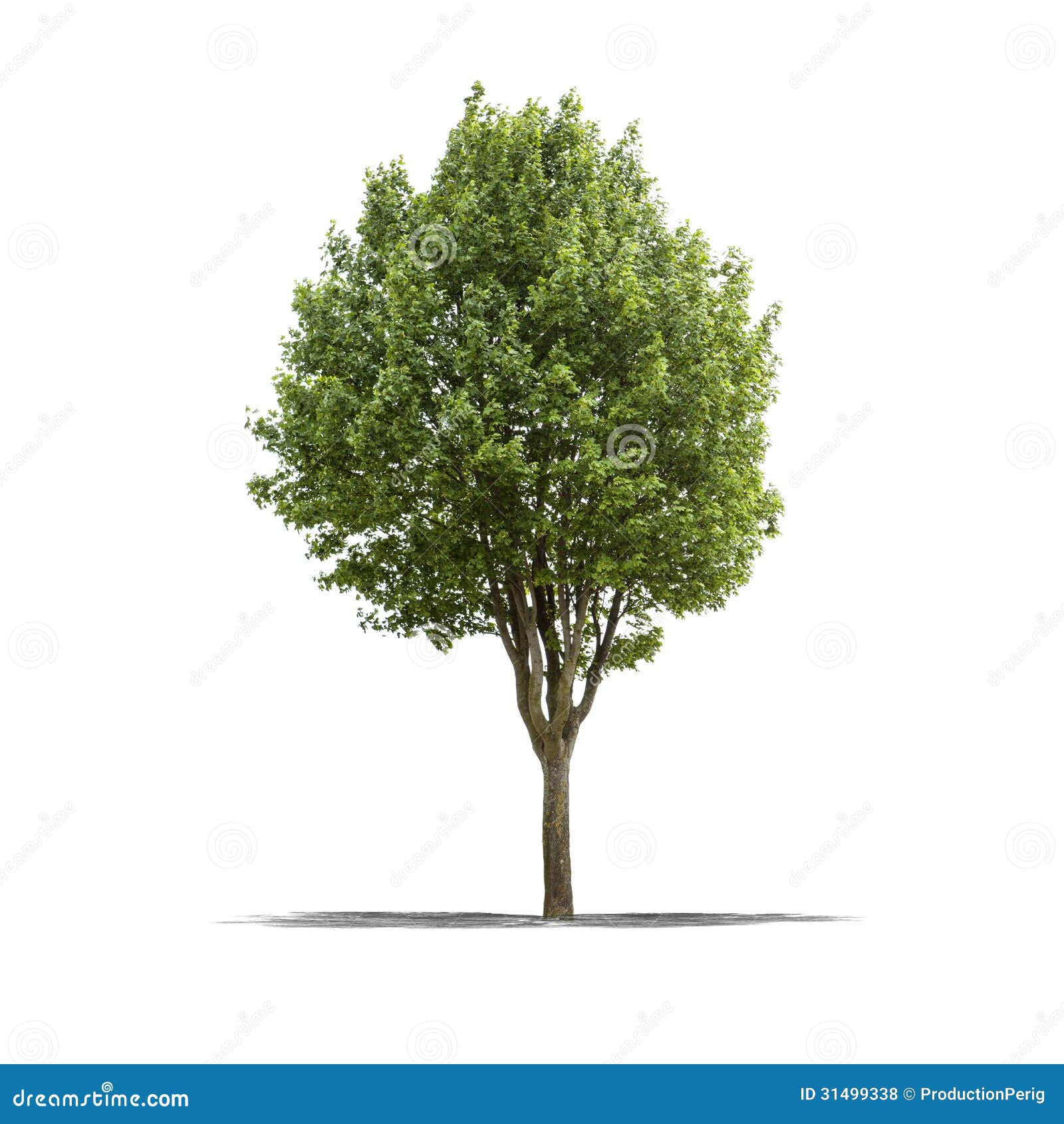 Green Tree on a White Background Stock Photo - Image of lonely, forest ...