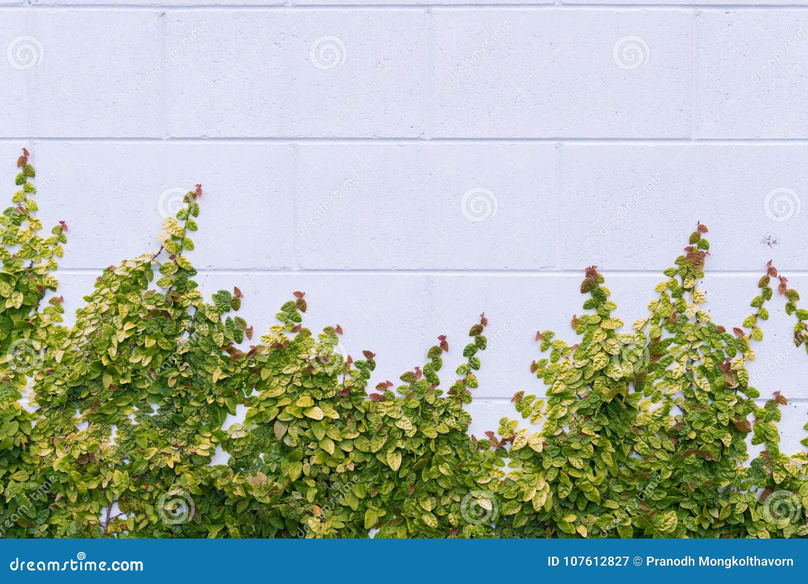 Green Tree on White Brick Wall Stock Image - Image of cement, clean ...