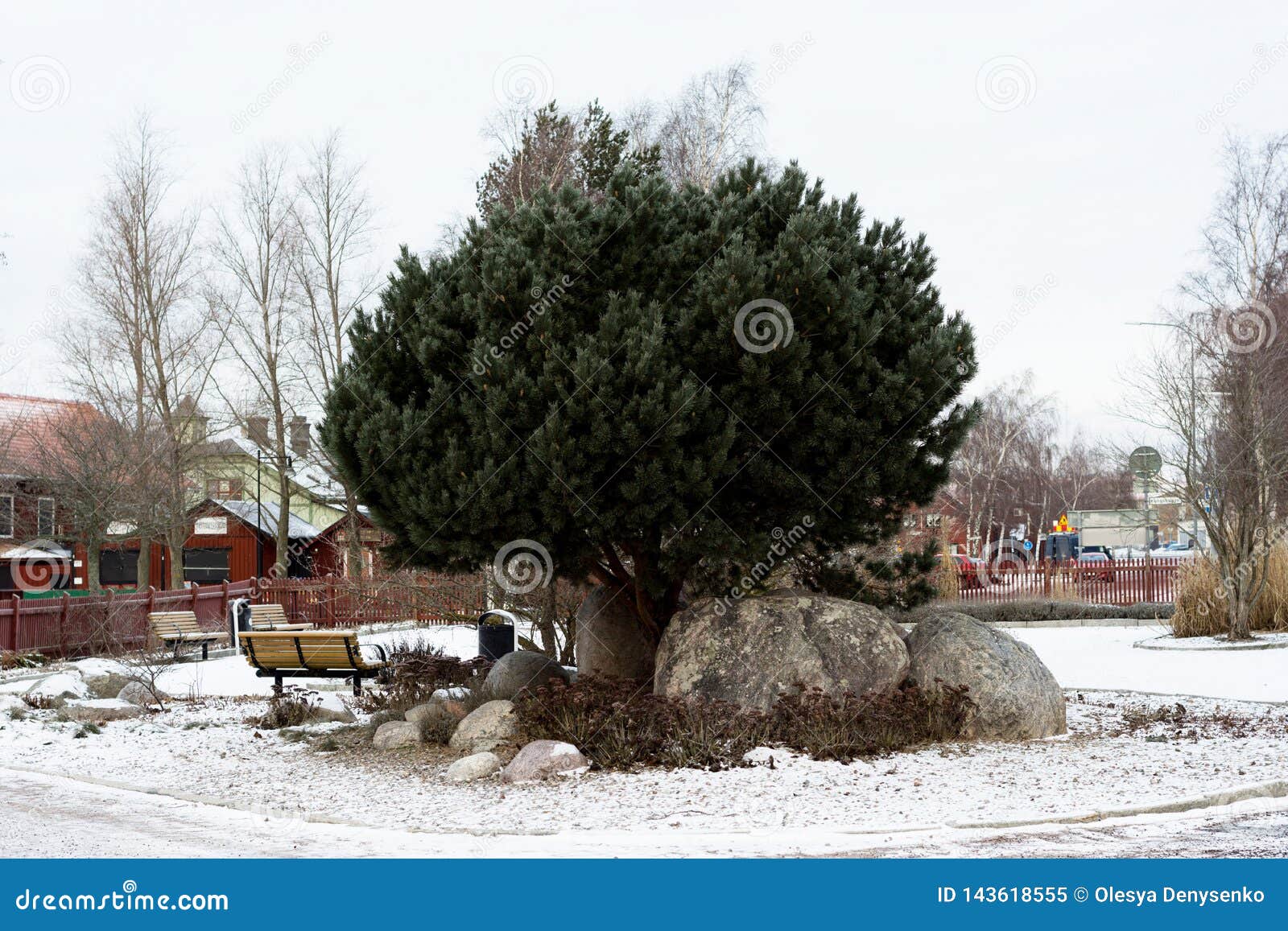 Green Tree in Winter . Winter in Sweden Stock Image - Image of plant ...