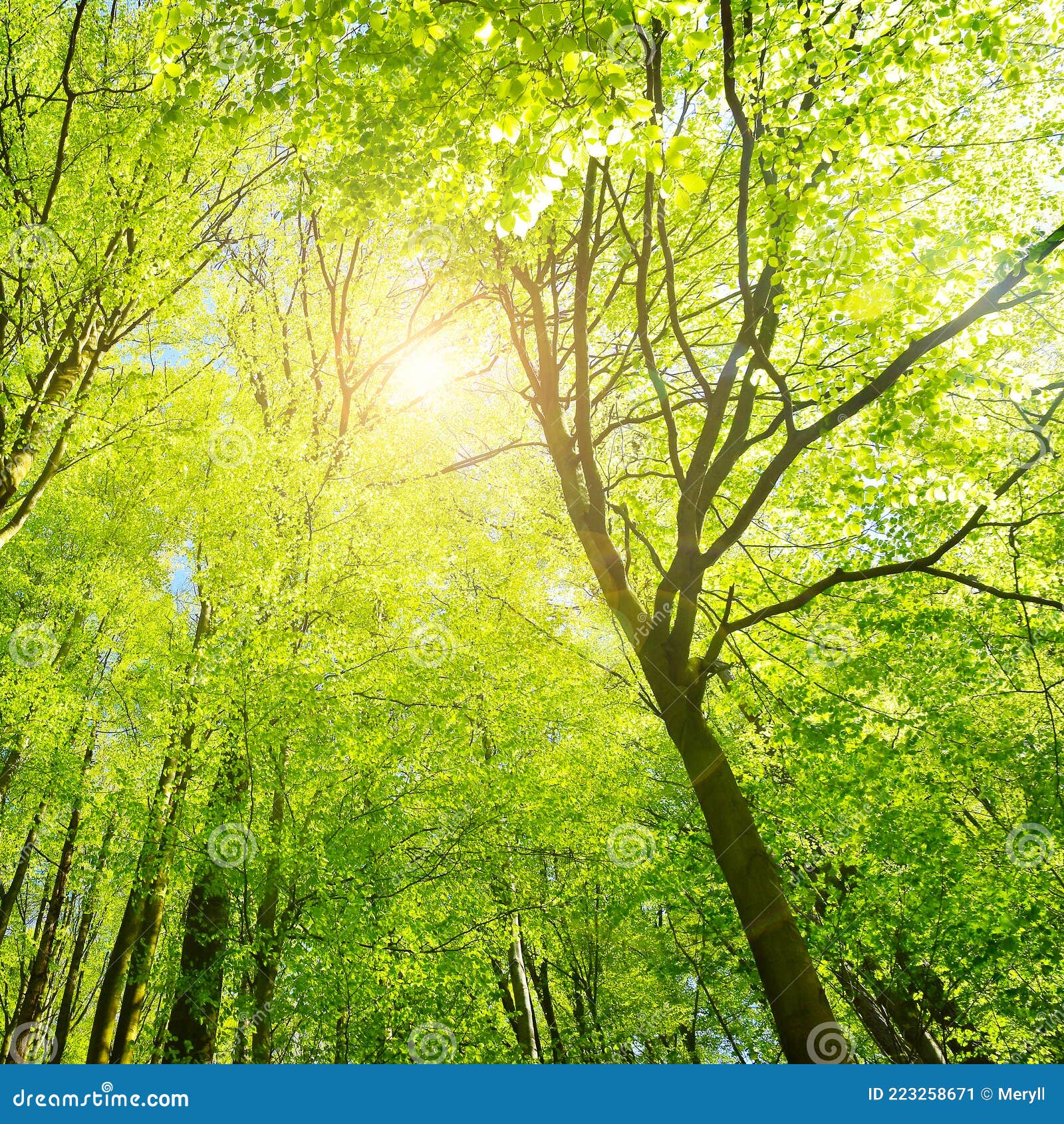 Green Tree Wood Environment Stock Image - Image of fresh, forest: 223258671