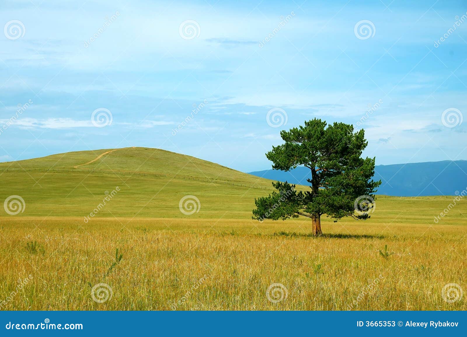 Green tree in yellow field stock image. Image of beach - 3665353