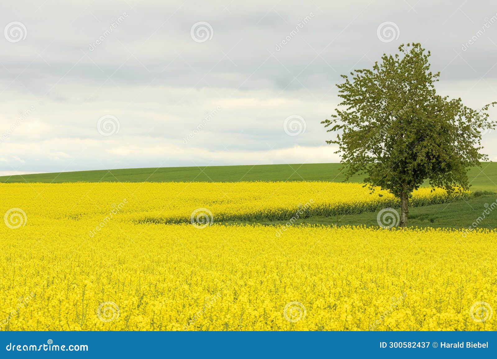 Green Tree in a Yellow Rapeseed Field Stock Image - Image of yellow ...