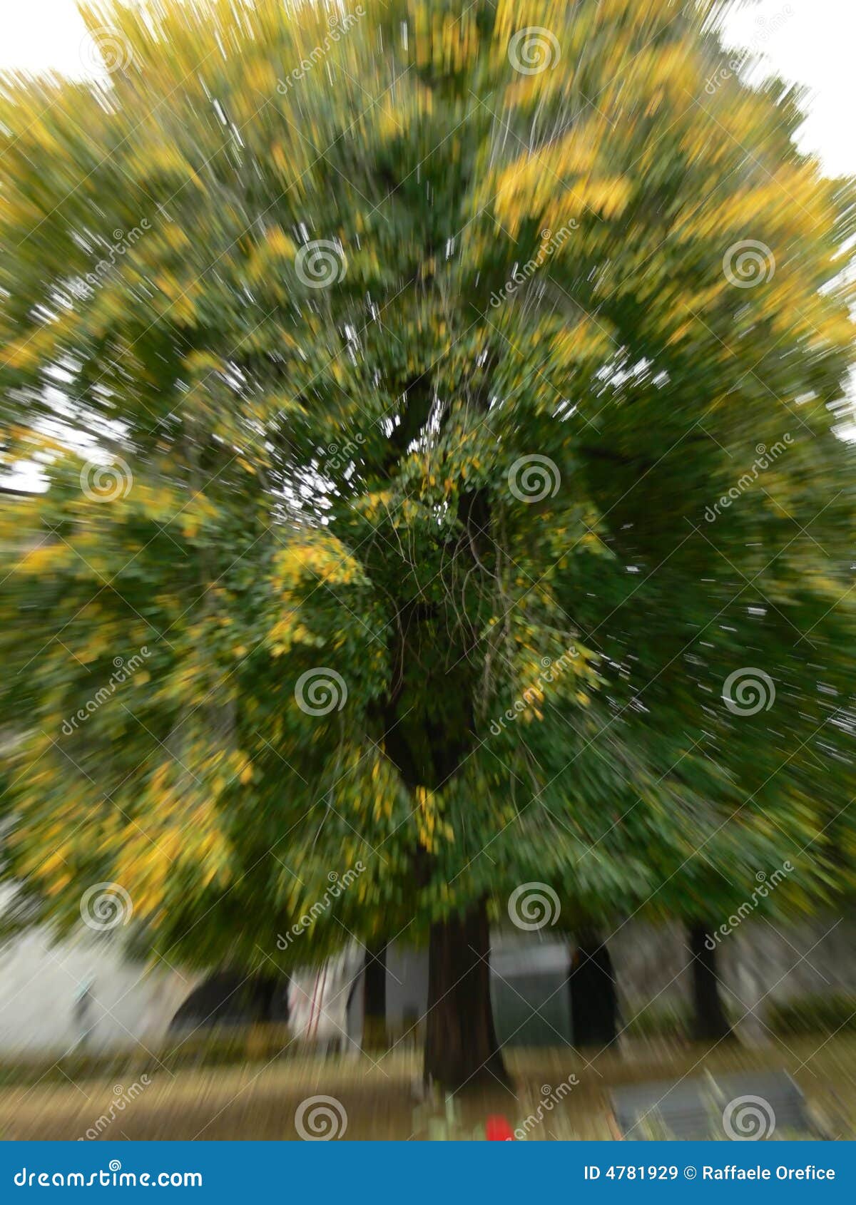 Green Tree with Zoom Effect Stock Image - Image of motion, foliage: 4781929