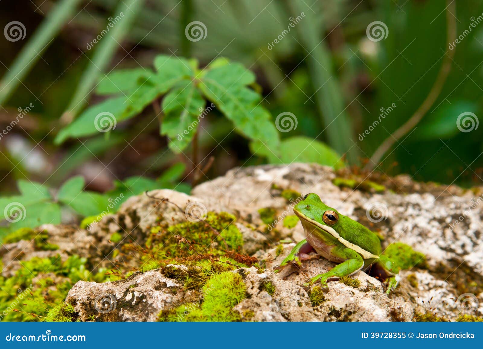 Green Treefrog stock image. Image of face, cute, adult - 39728355