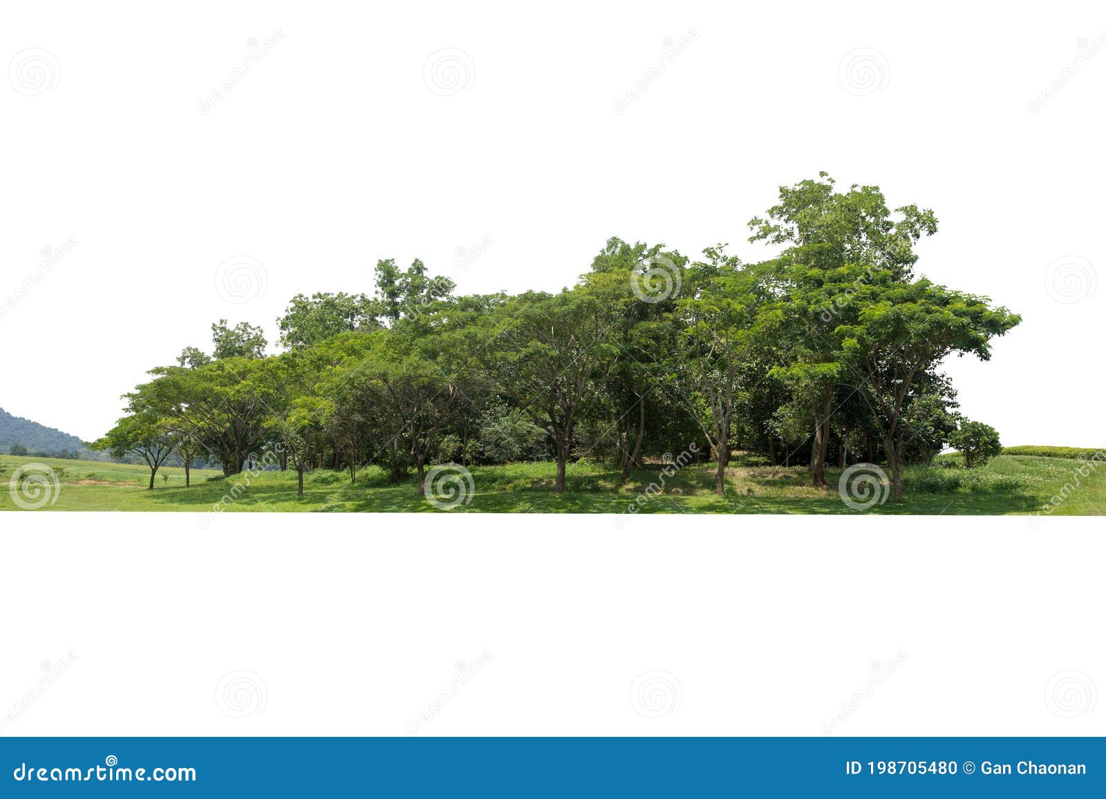Green Treeline Isolated on White Background Stock Photo - Image of ...