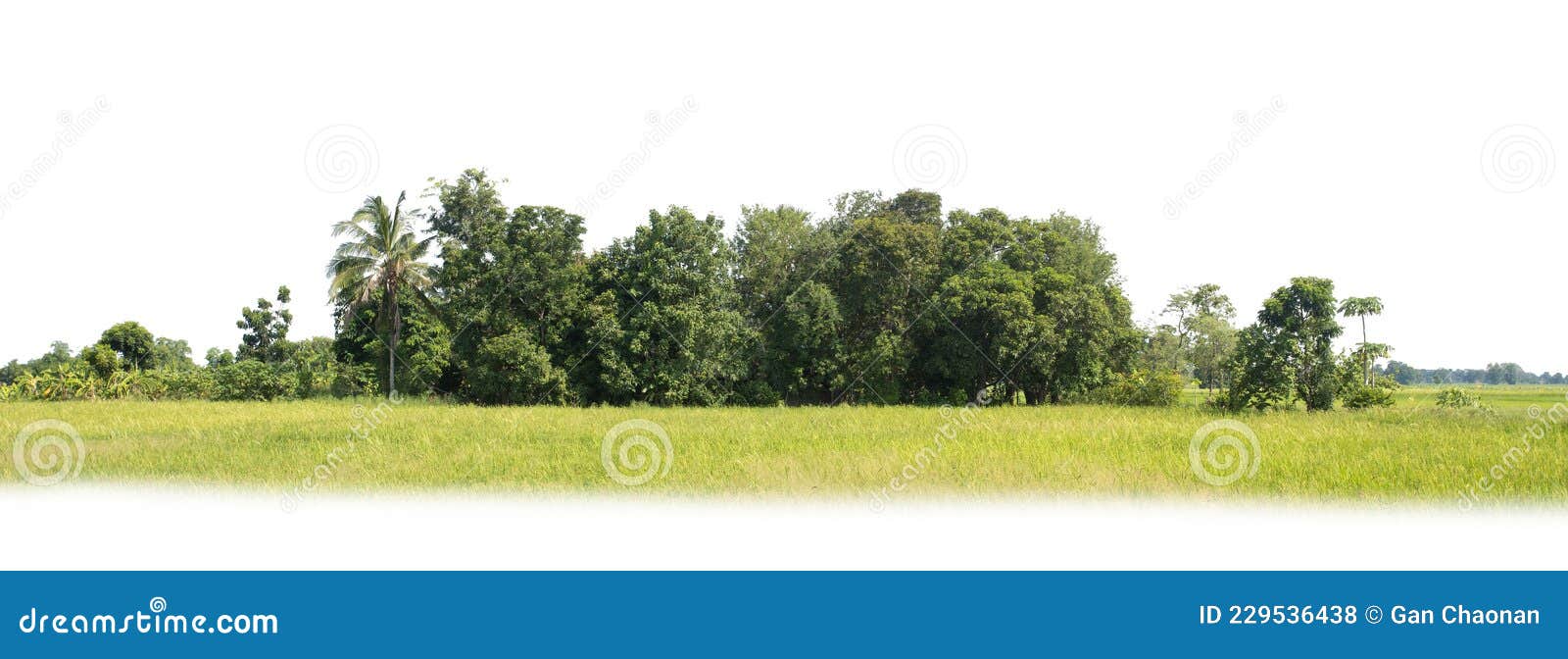 Green Treeline Isolated on White Background Stock Photo - Image of ...
