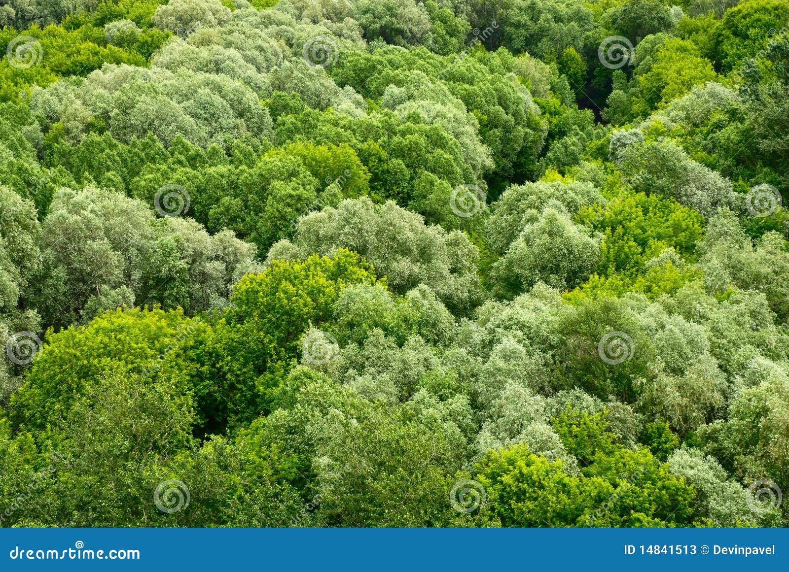 Green trees stock image. Image of bright, branch, spring - 14841513