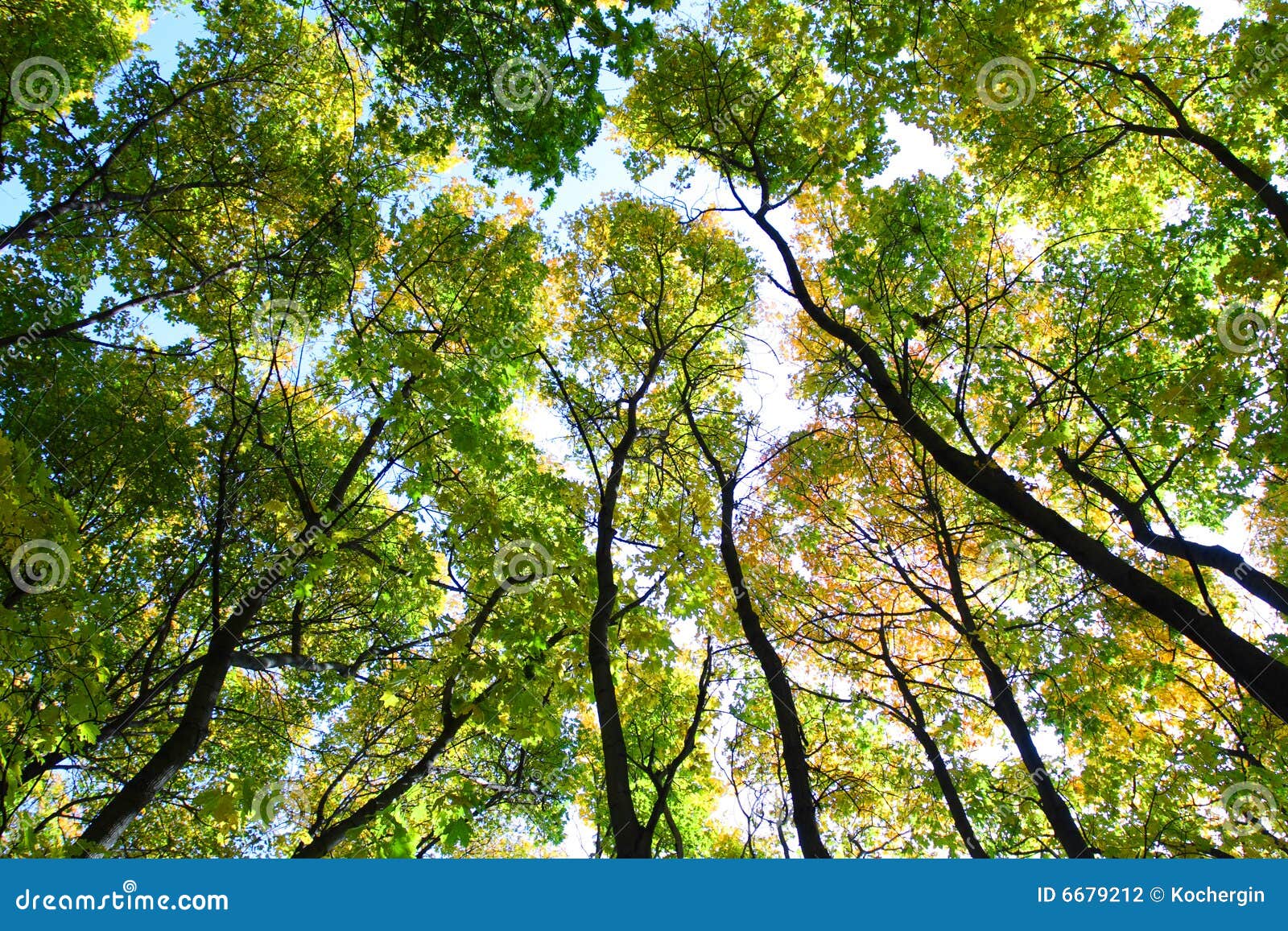 Green trees stock photo. Image of outdoor, bright, season - 6679212