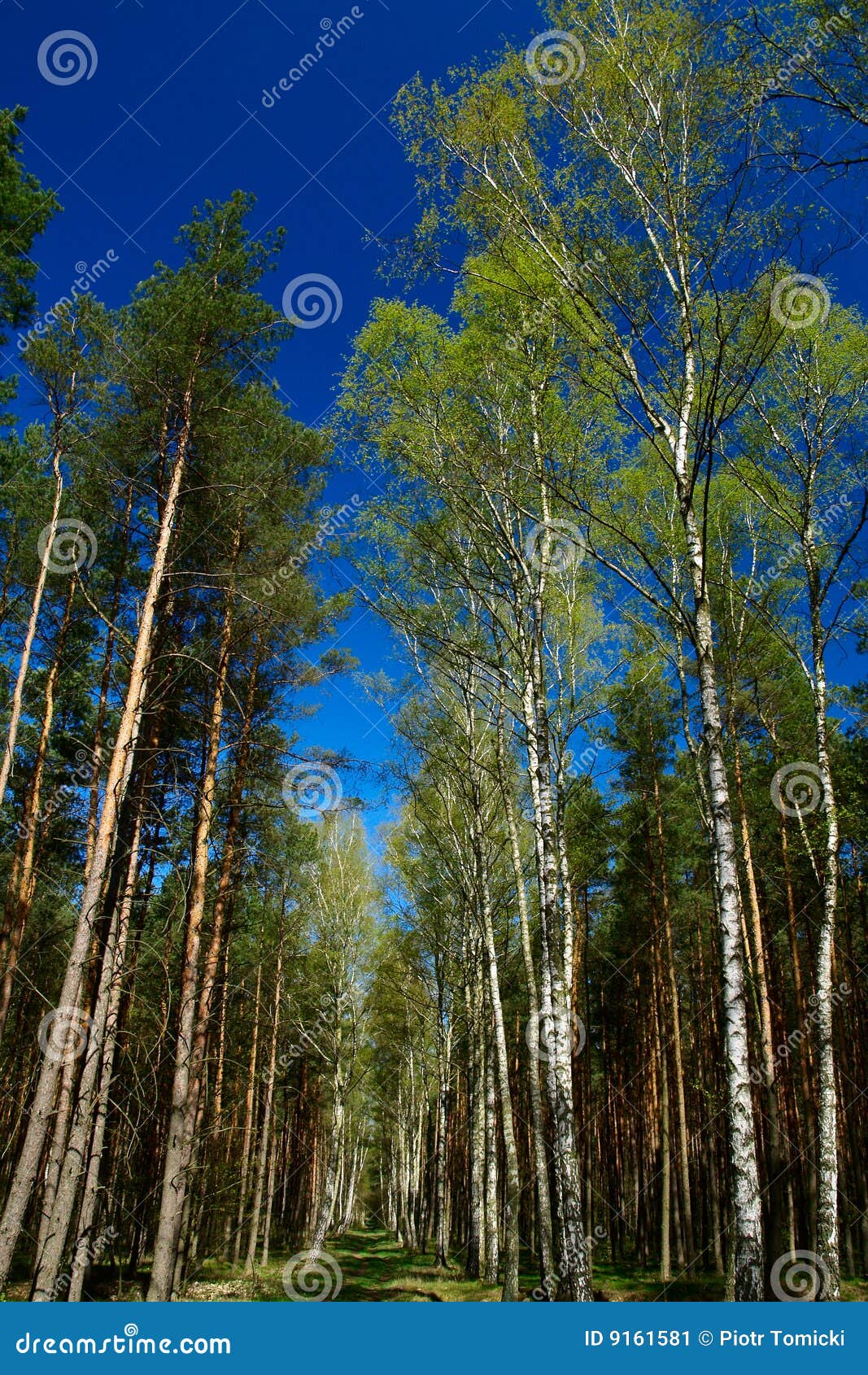 Green trees stock image. Image of country, nature, natural - 9161581